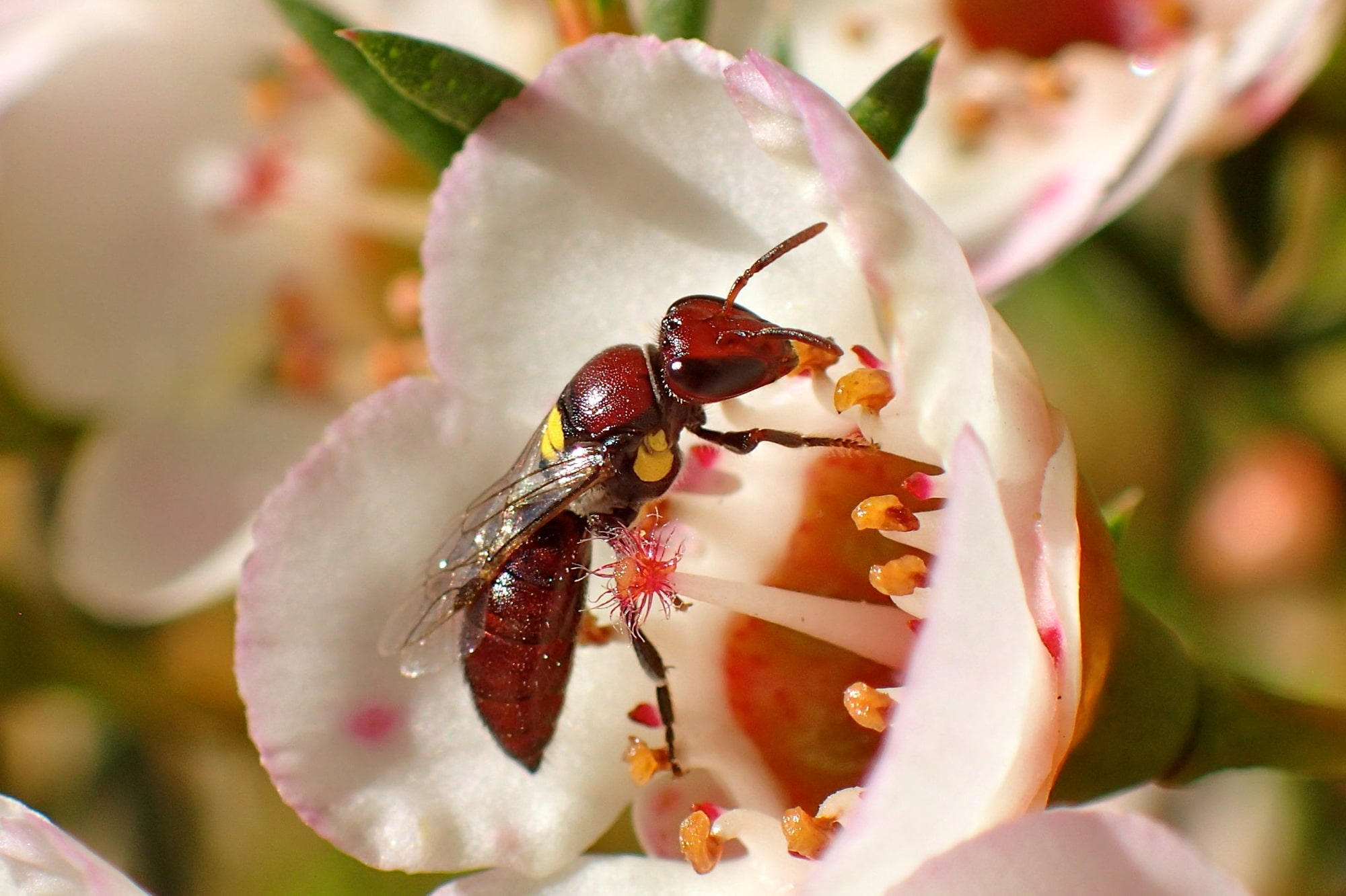 Meroglossa rubricata – Ausemade