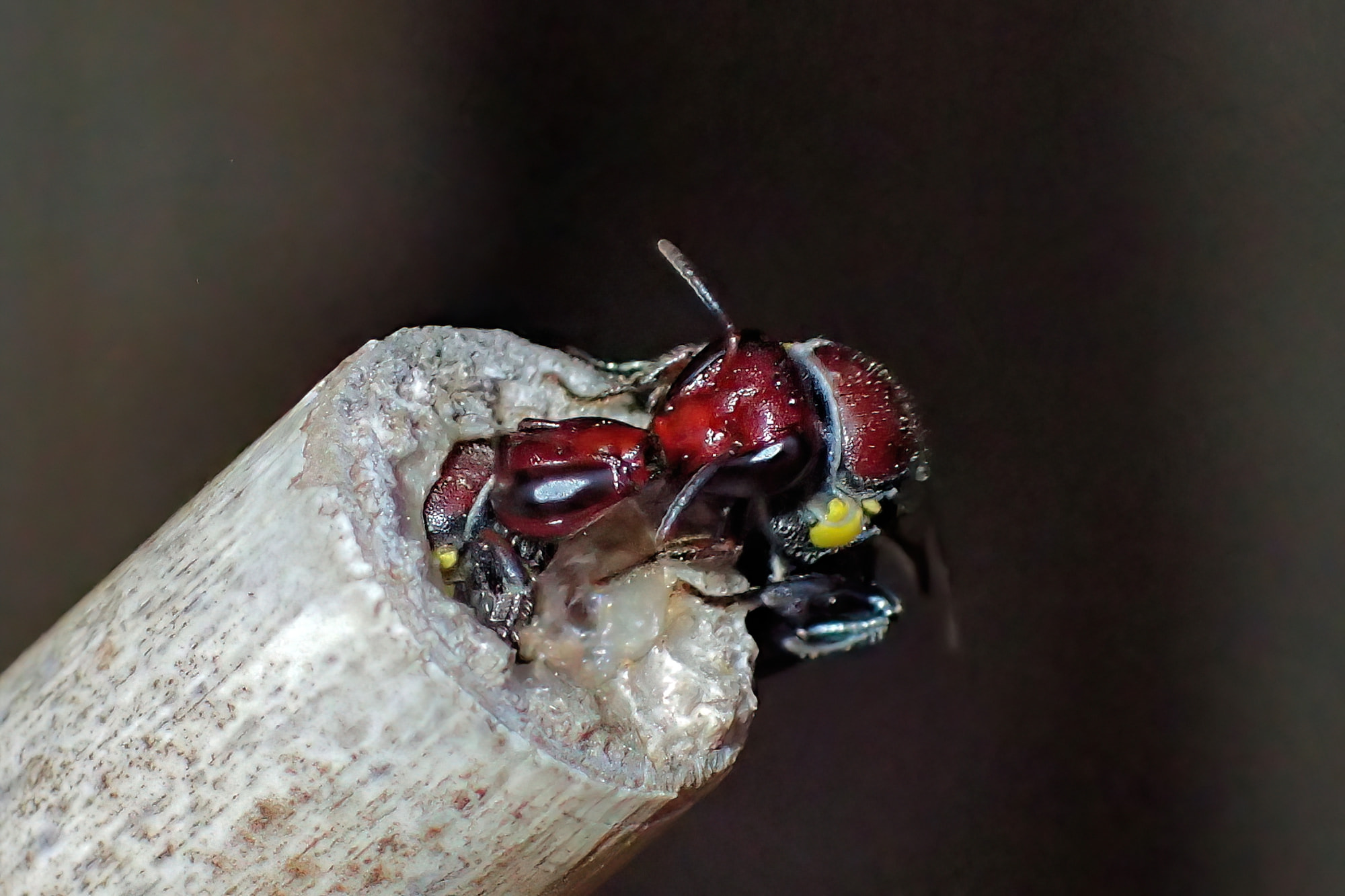 How long do native bees live for – Ausemade