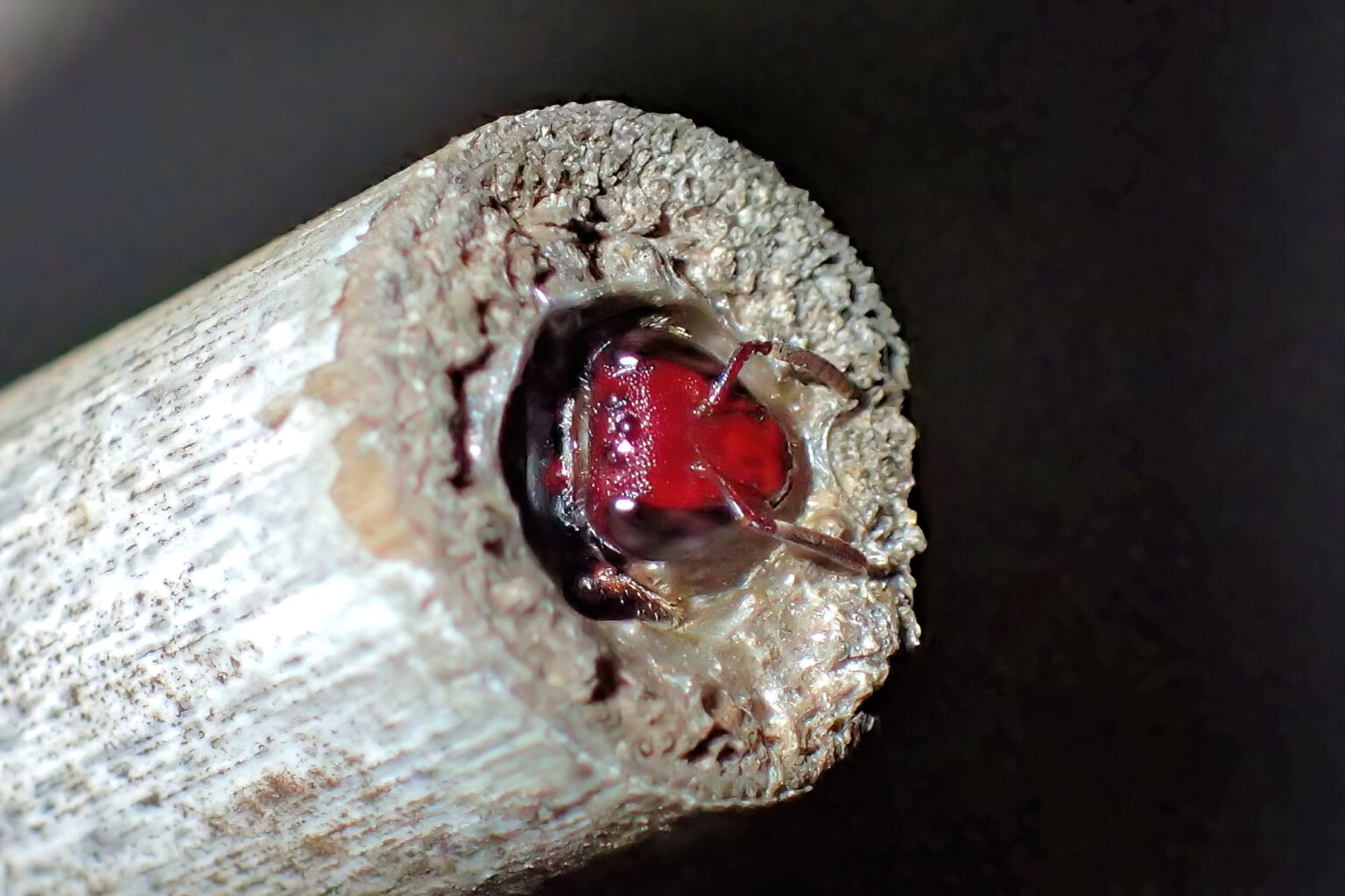 How long do native bees live for – Ausemade