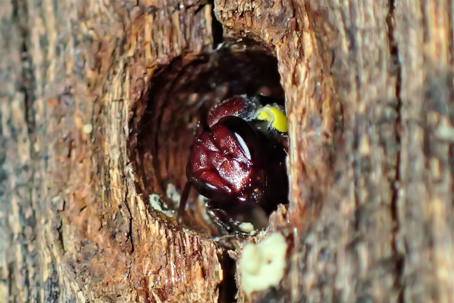 How long do native bees live for – Ausemade