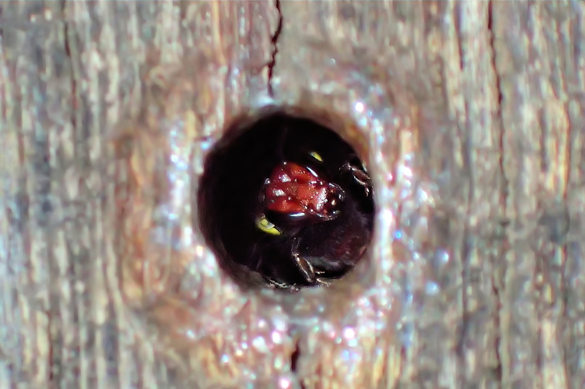 How long do native bees live for – Ausemade