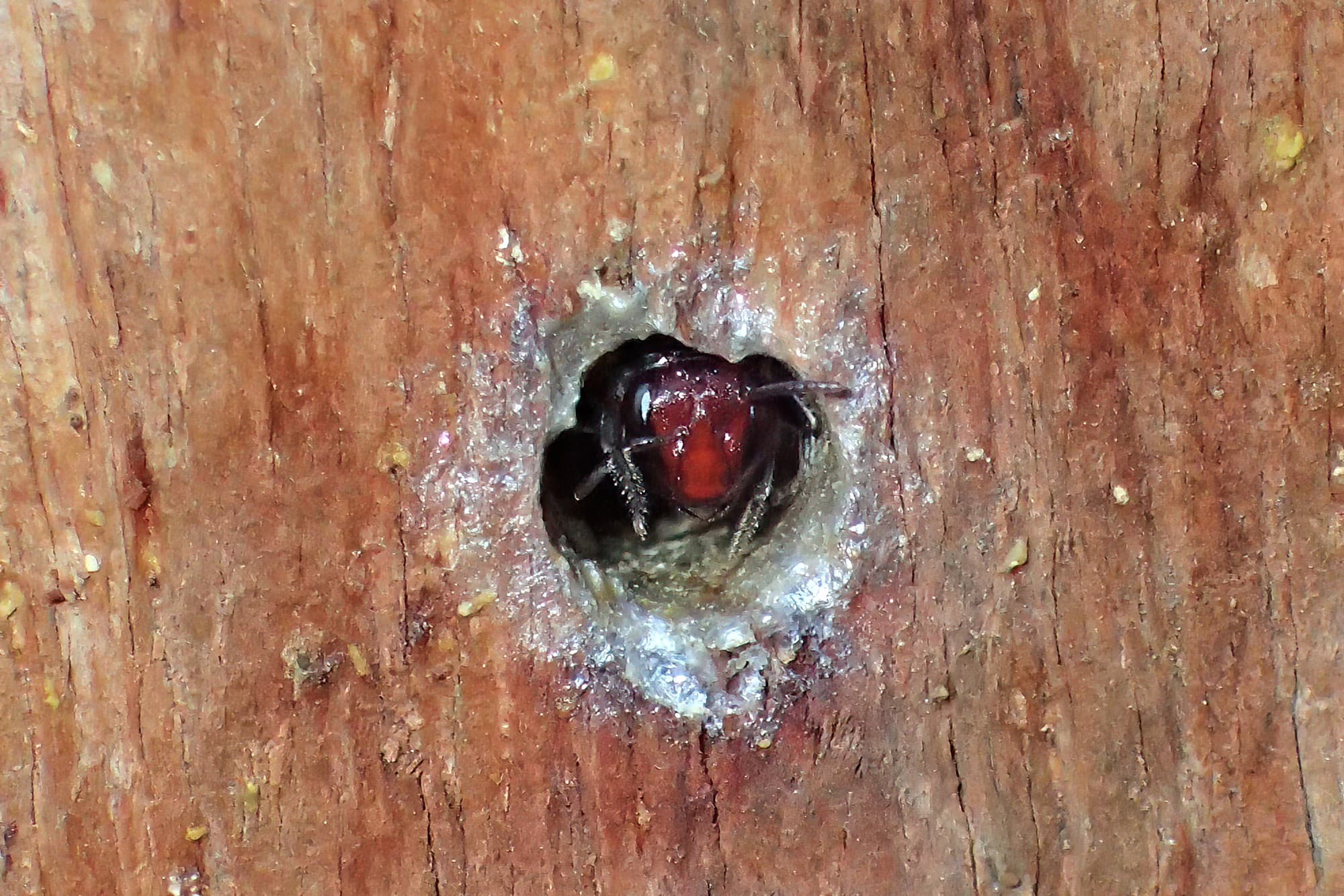 multicrystaline polyinverted refractionism… – Ausemade