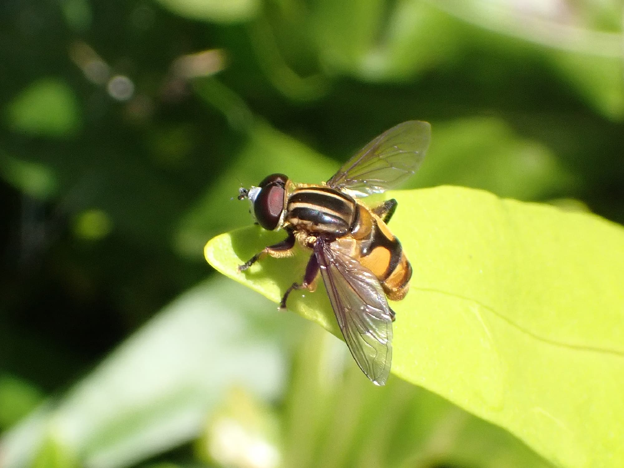 Diptera on our back deck – Ausemade