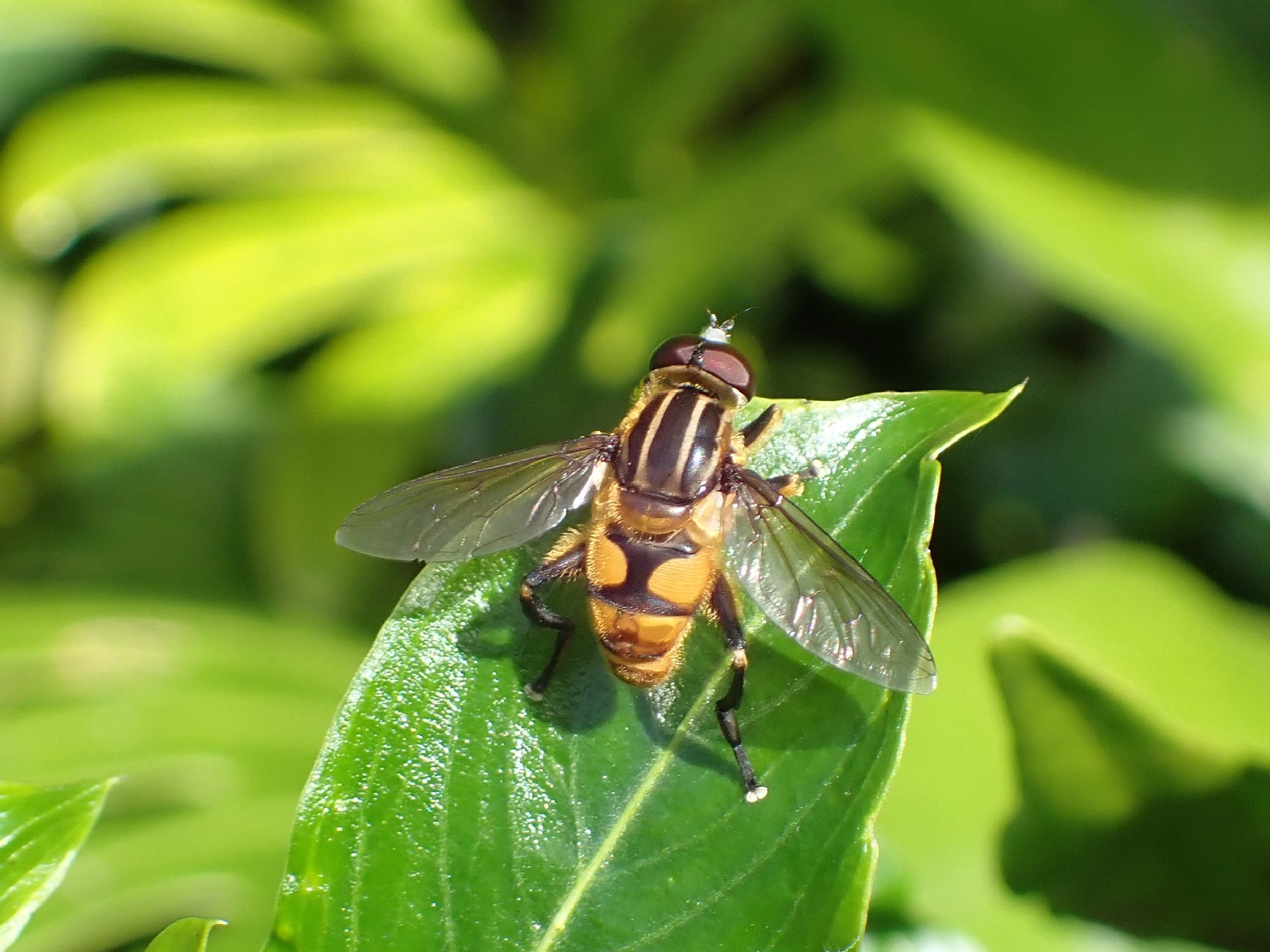 Diptera on our back deck – Ausemade
