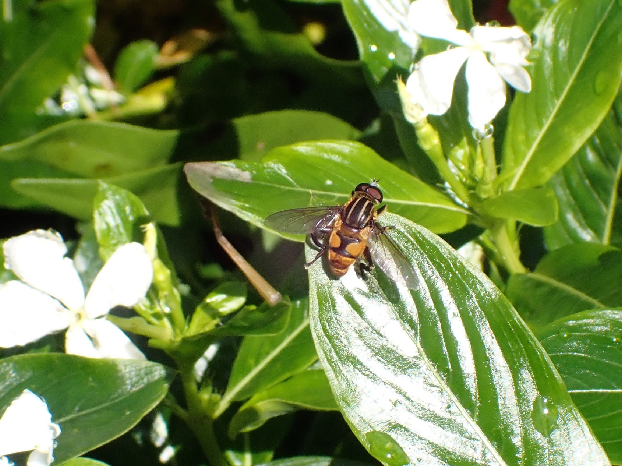 Diptera on our back deck – Ausemade