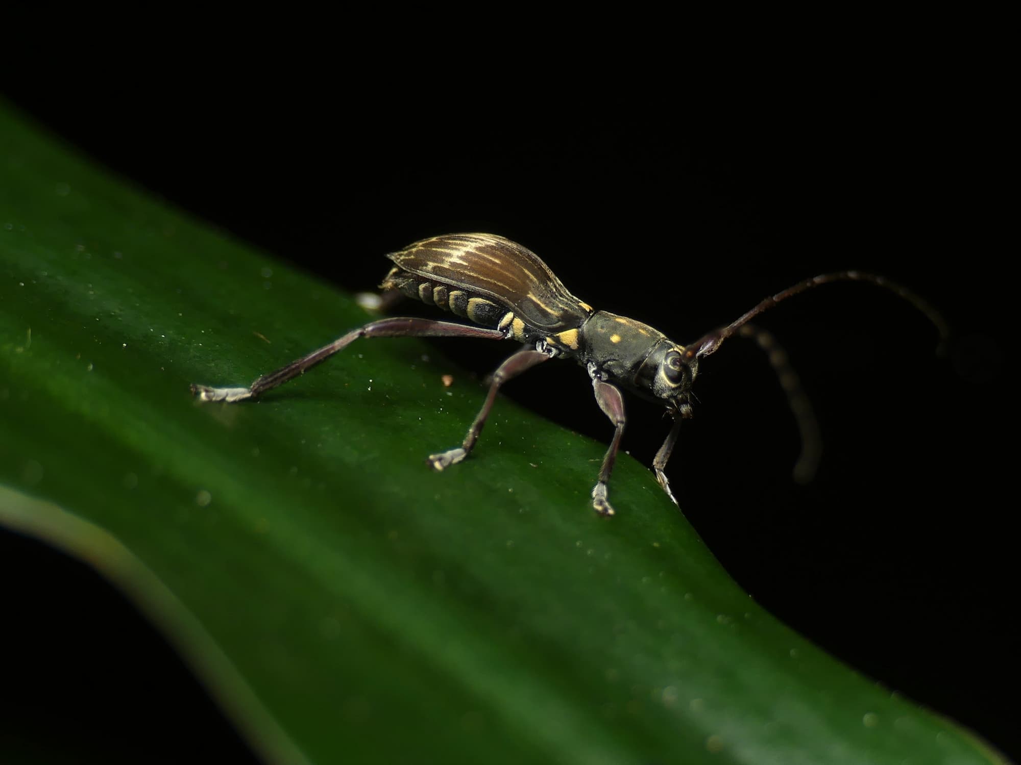 Mesolita lineolata – Ausemade