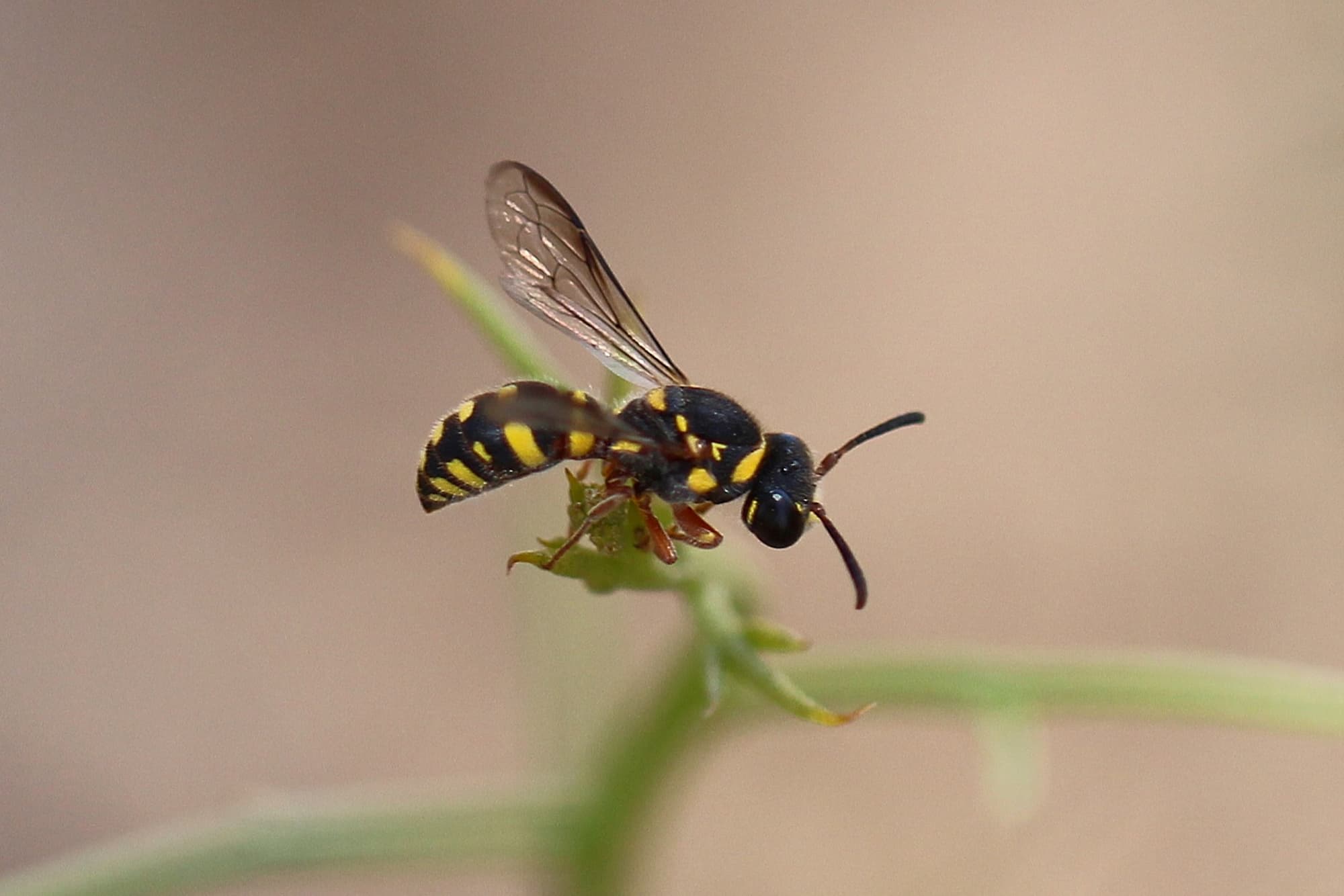 The perfect wasp – Ausemade