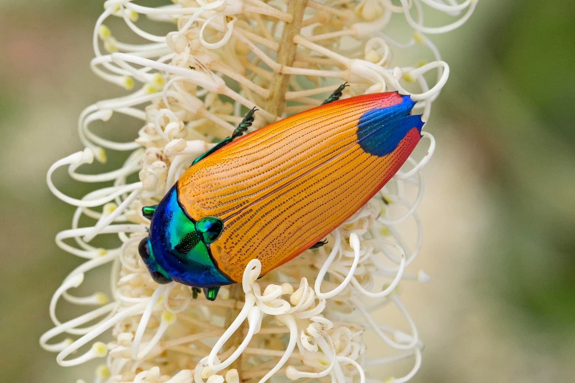 Metaxymorpha gloriosa – Ausemade