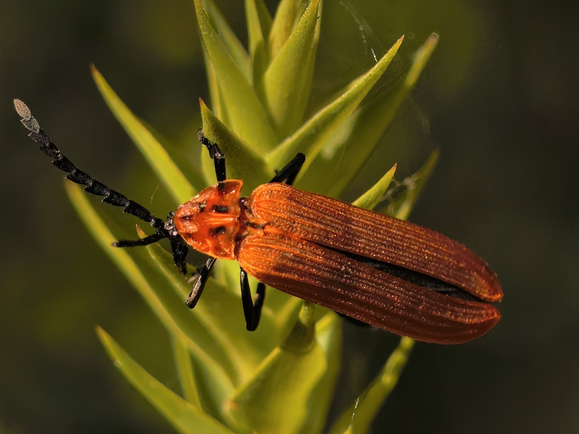 Lycidae – Ausemade