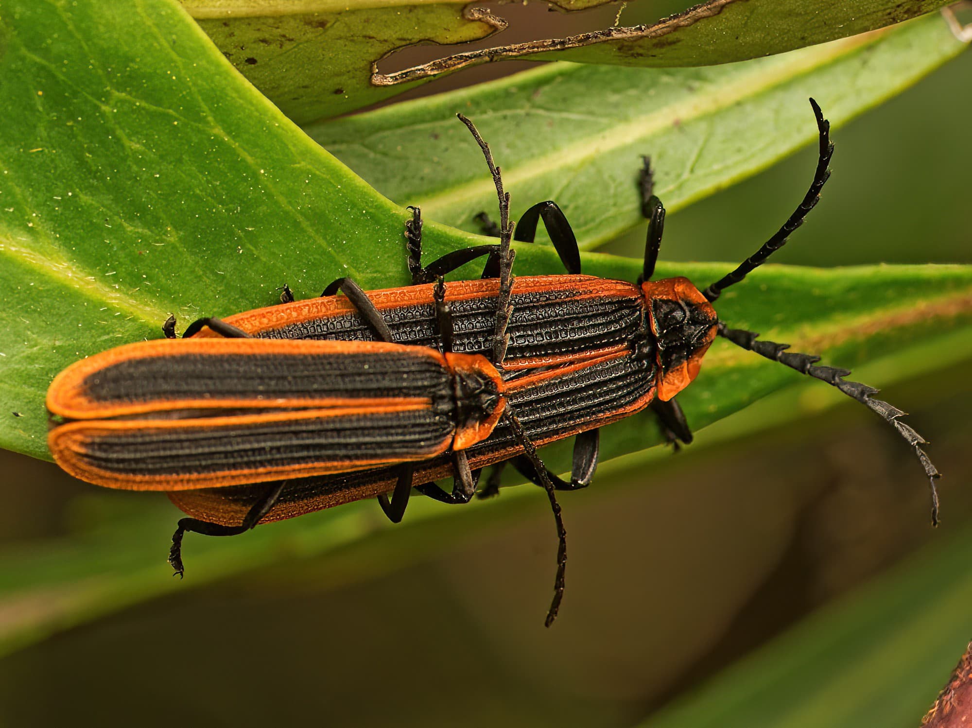 Lycidae – Ausemade