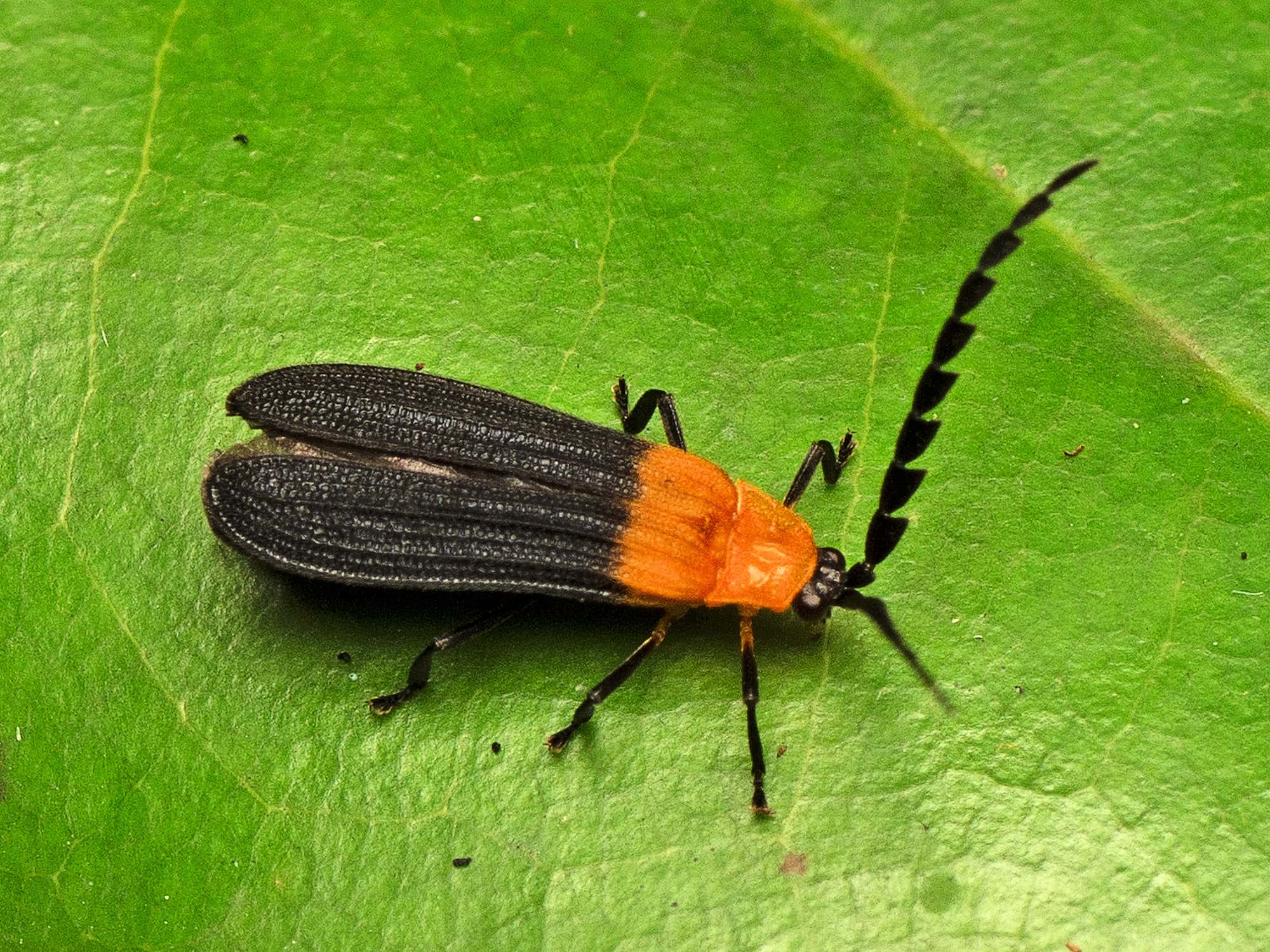 Lycidae – Ausemade