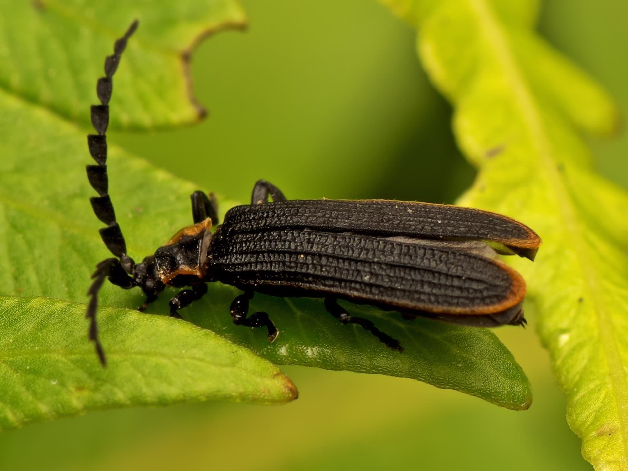 Lycidae – Ausemade