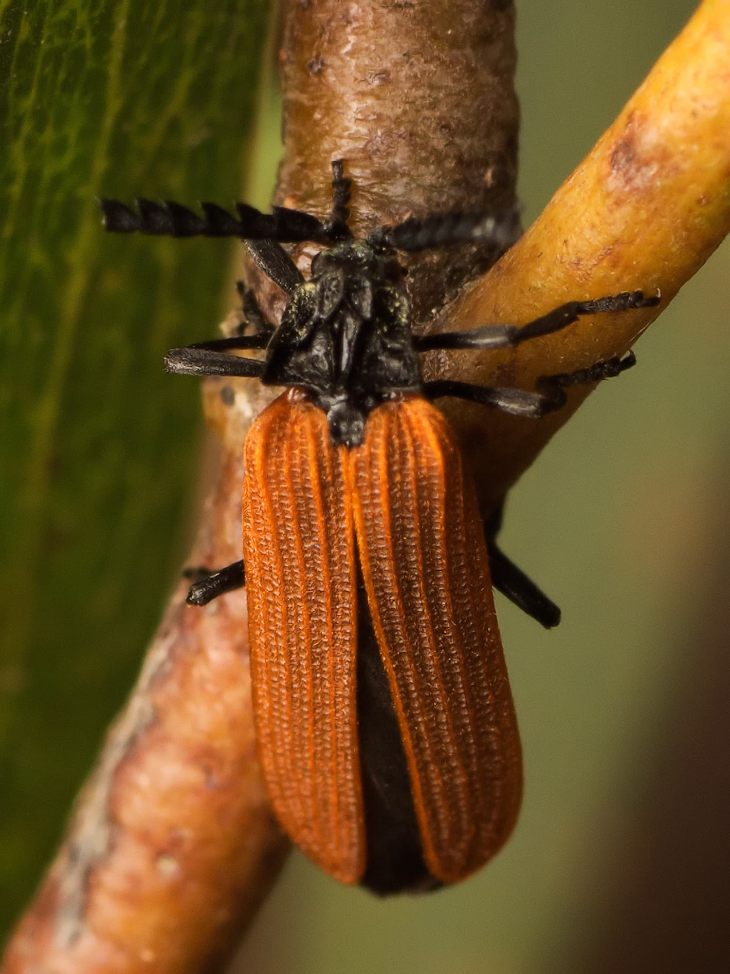 Lycidae – Ausemade