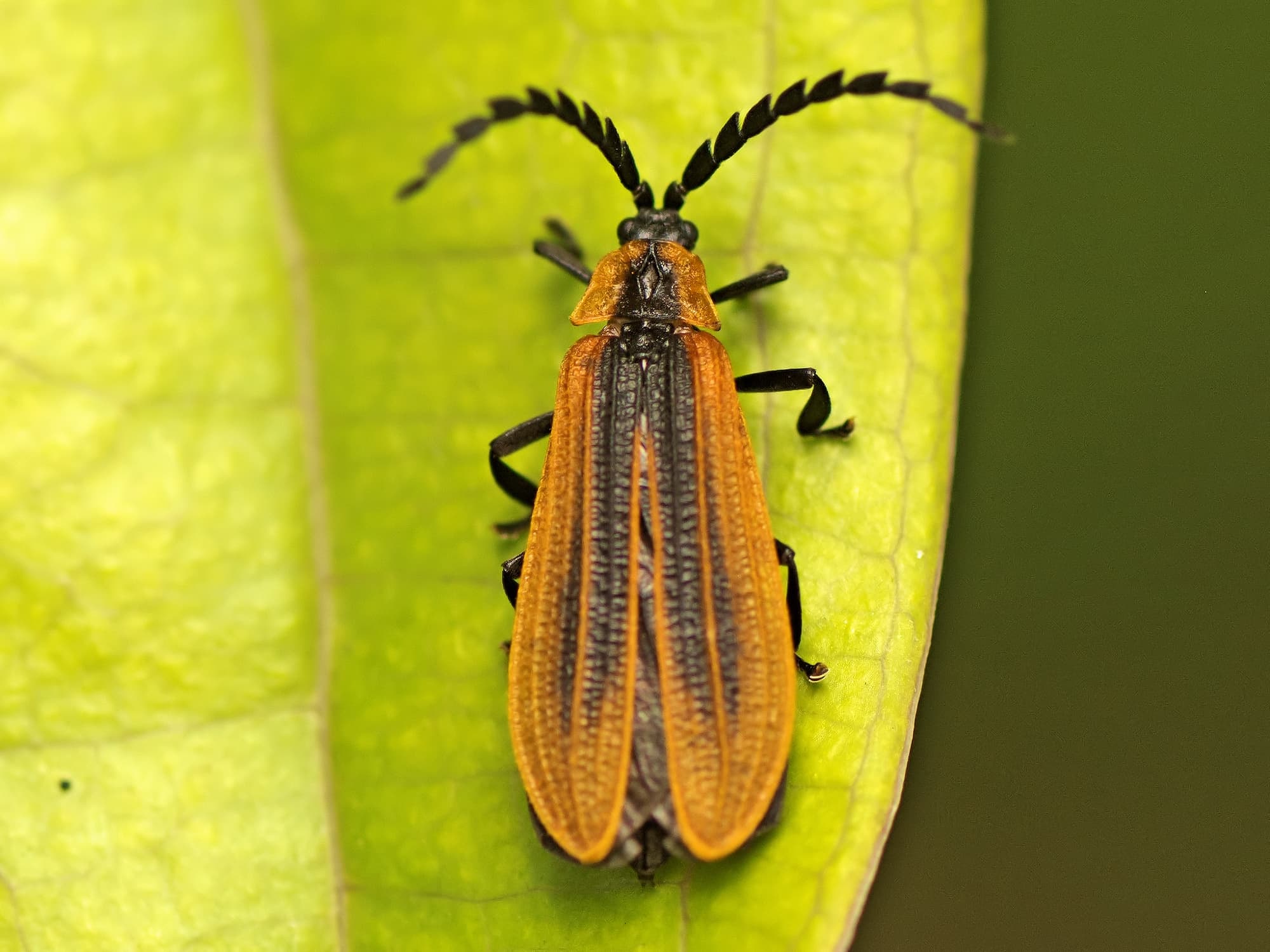 Lycidae – Ausemade