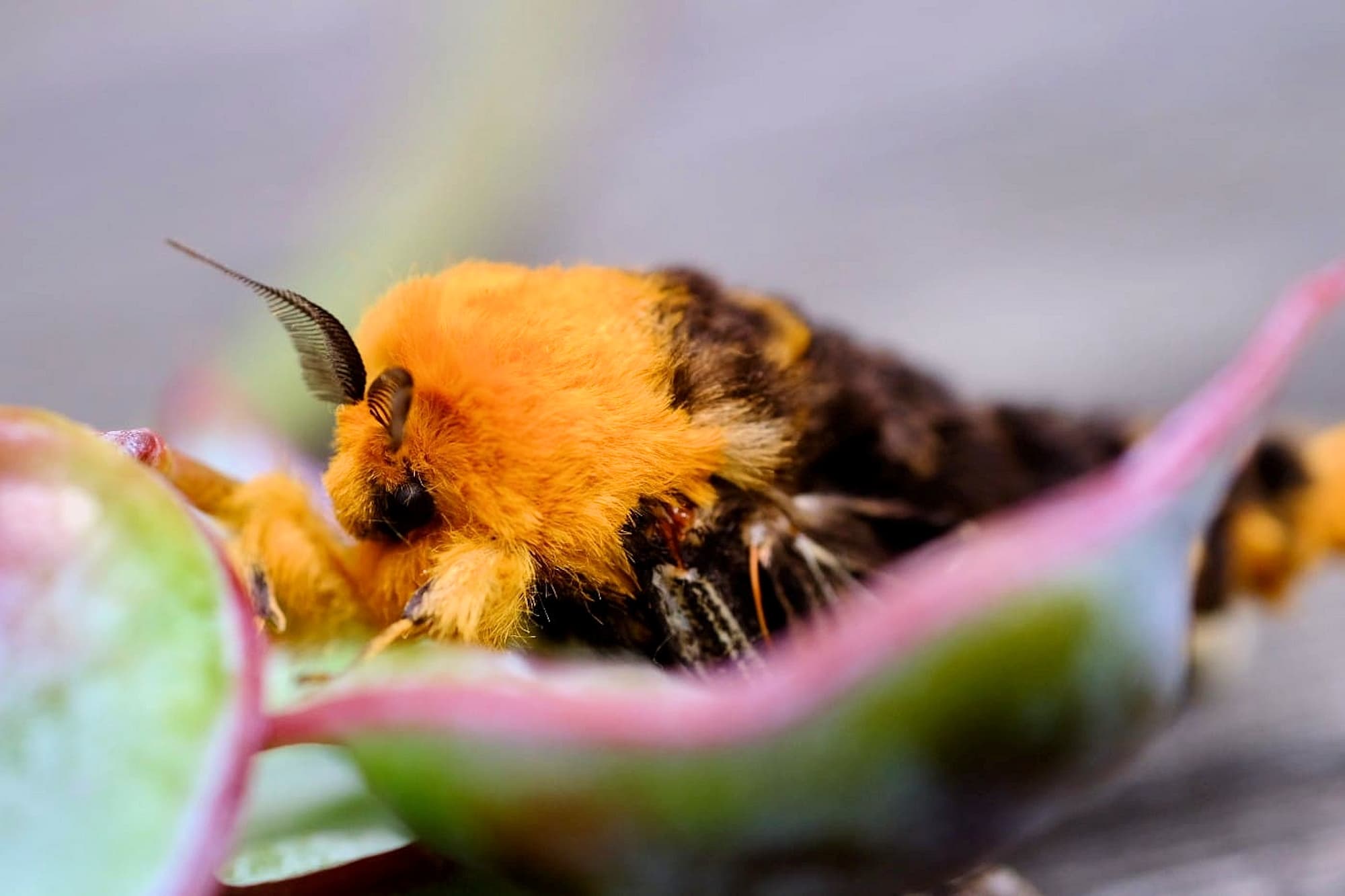 Metura elongatus Male – Ausemade