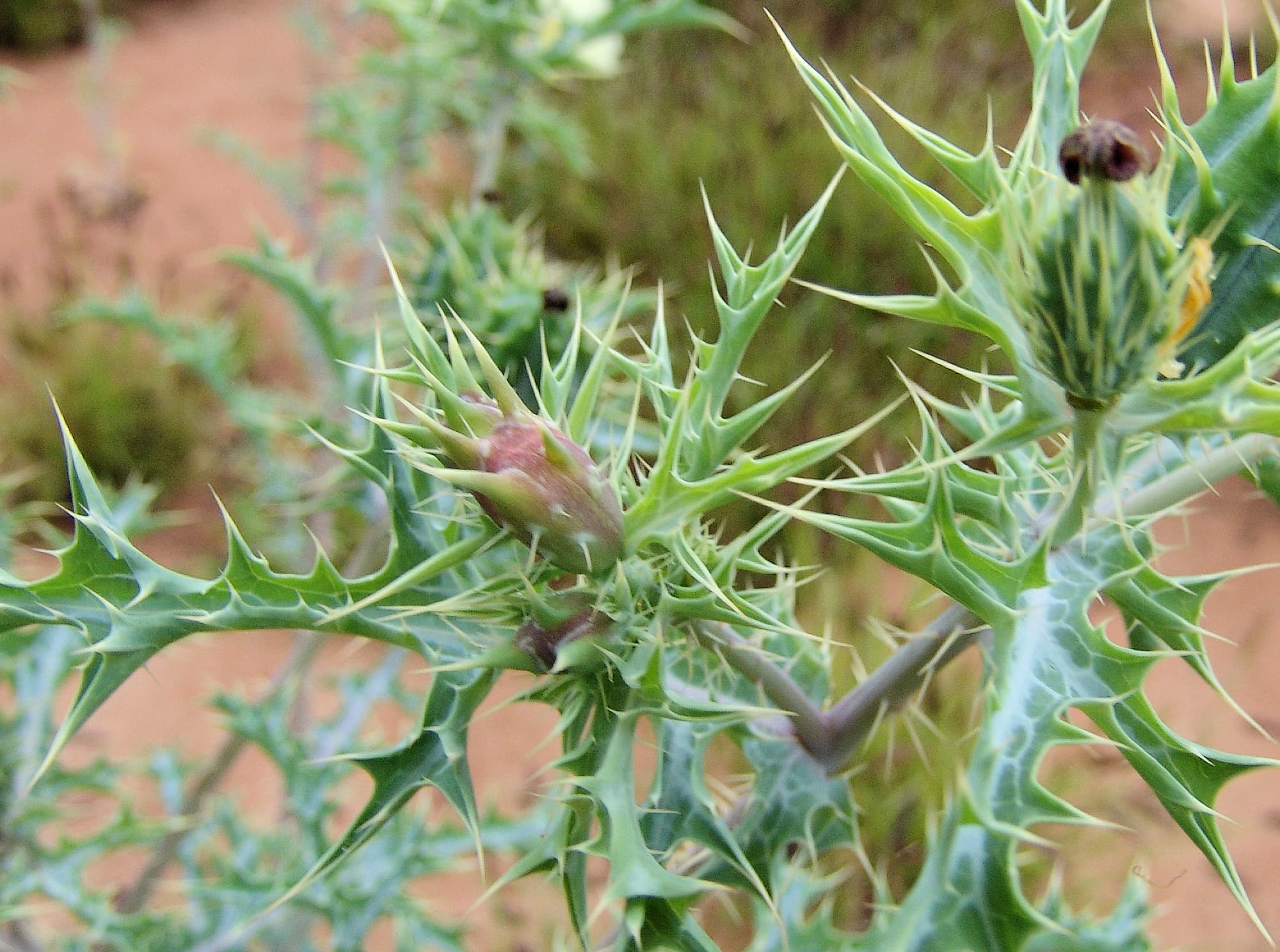 Mexican Poppy – Ausemade