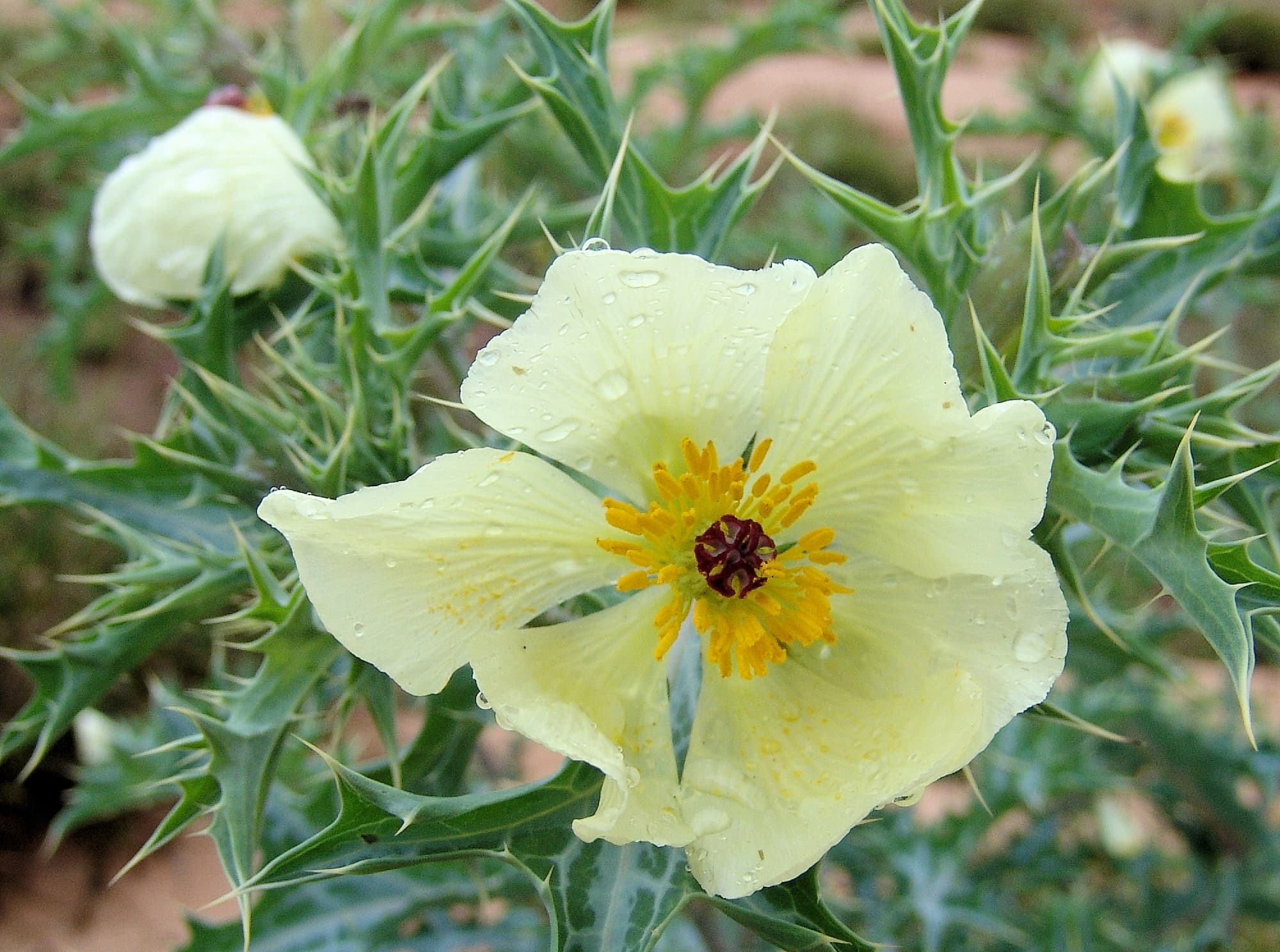 Mexican Poppy – Ausemade