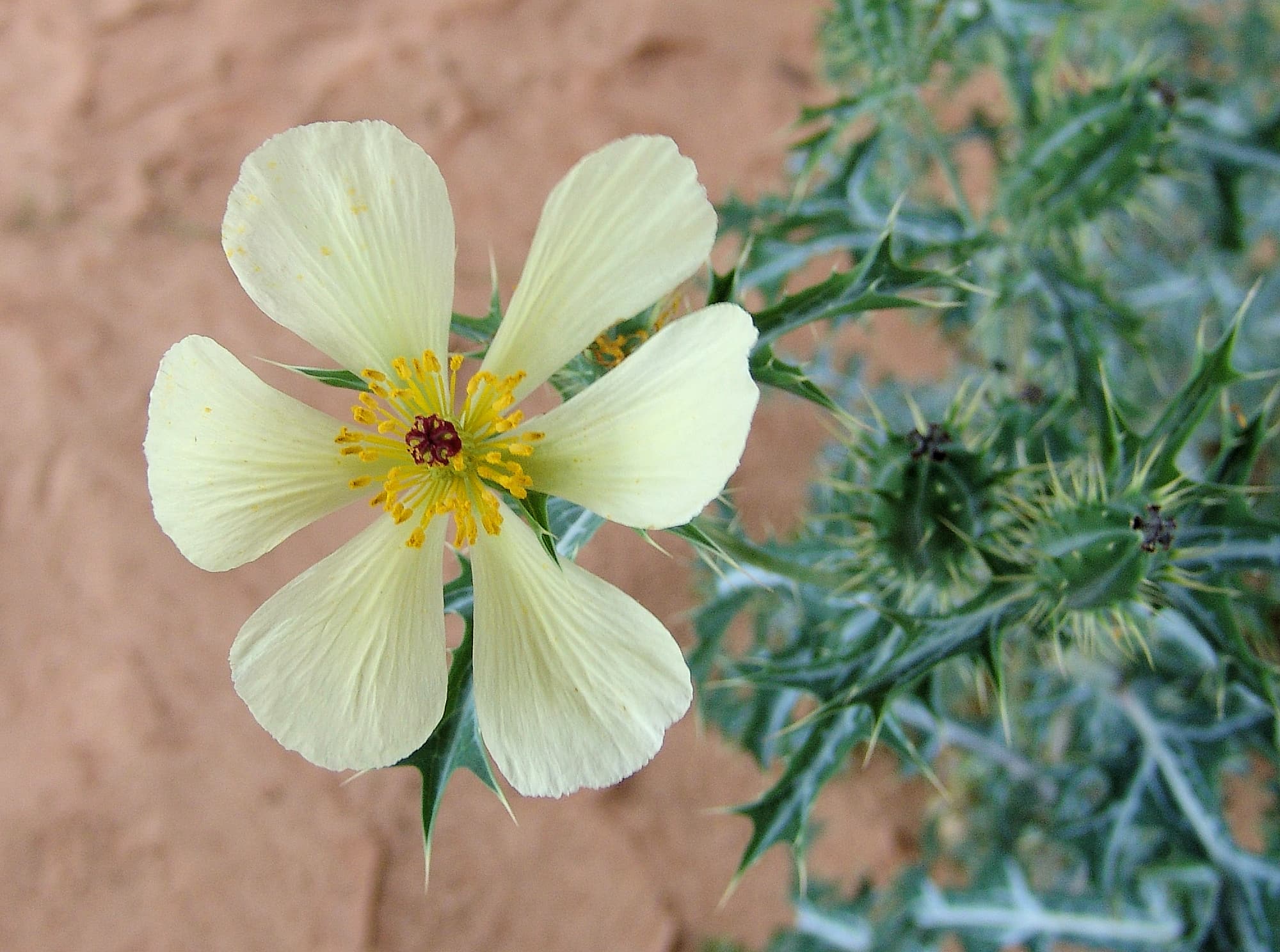 Mexican Poppy – Ausemade