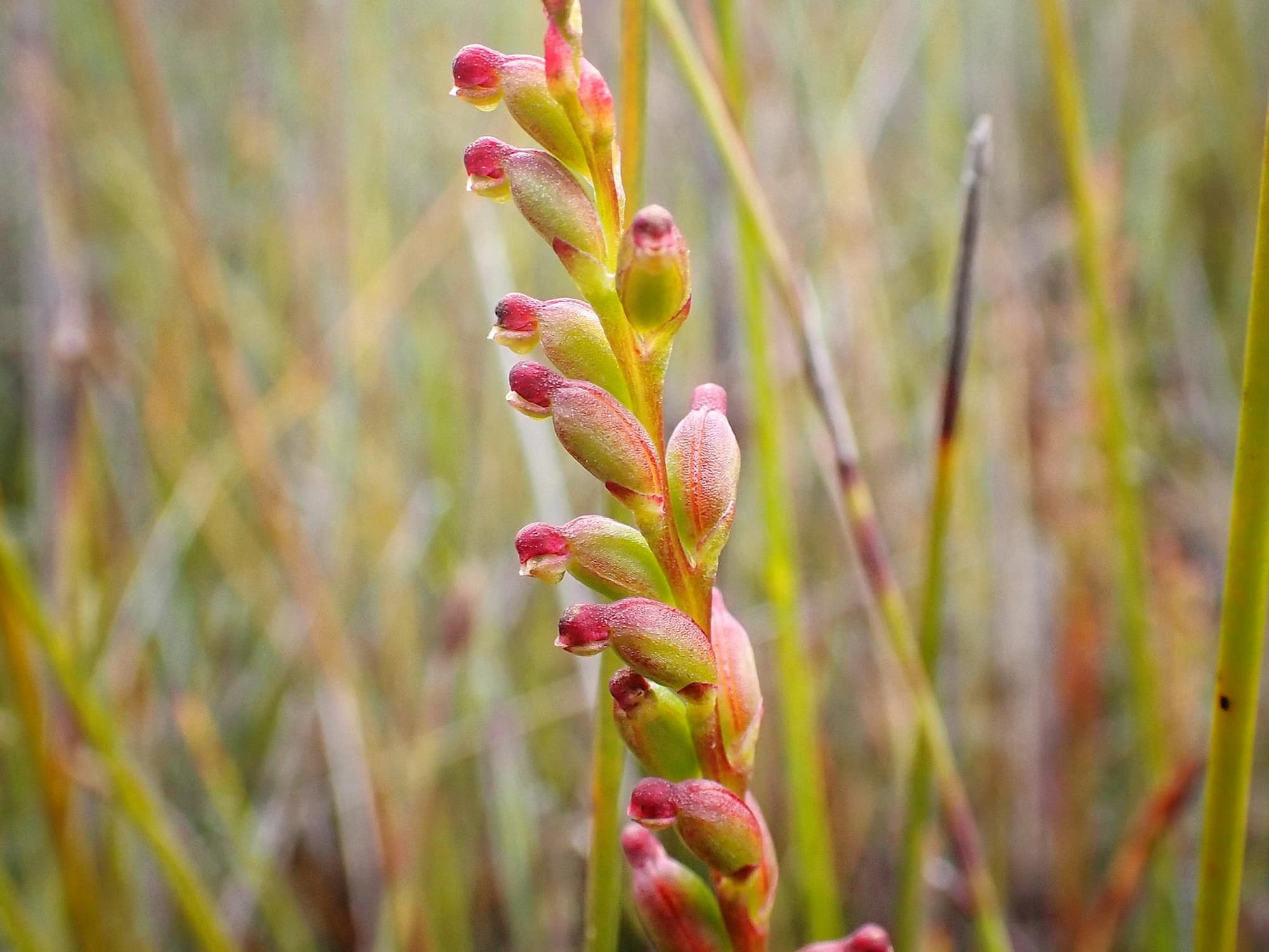 Microtis cupularis (Cupped Mignonette Orchid) – Ausemade