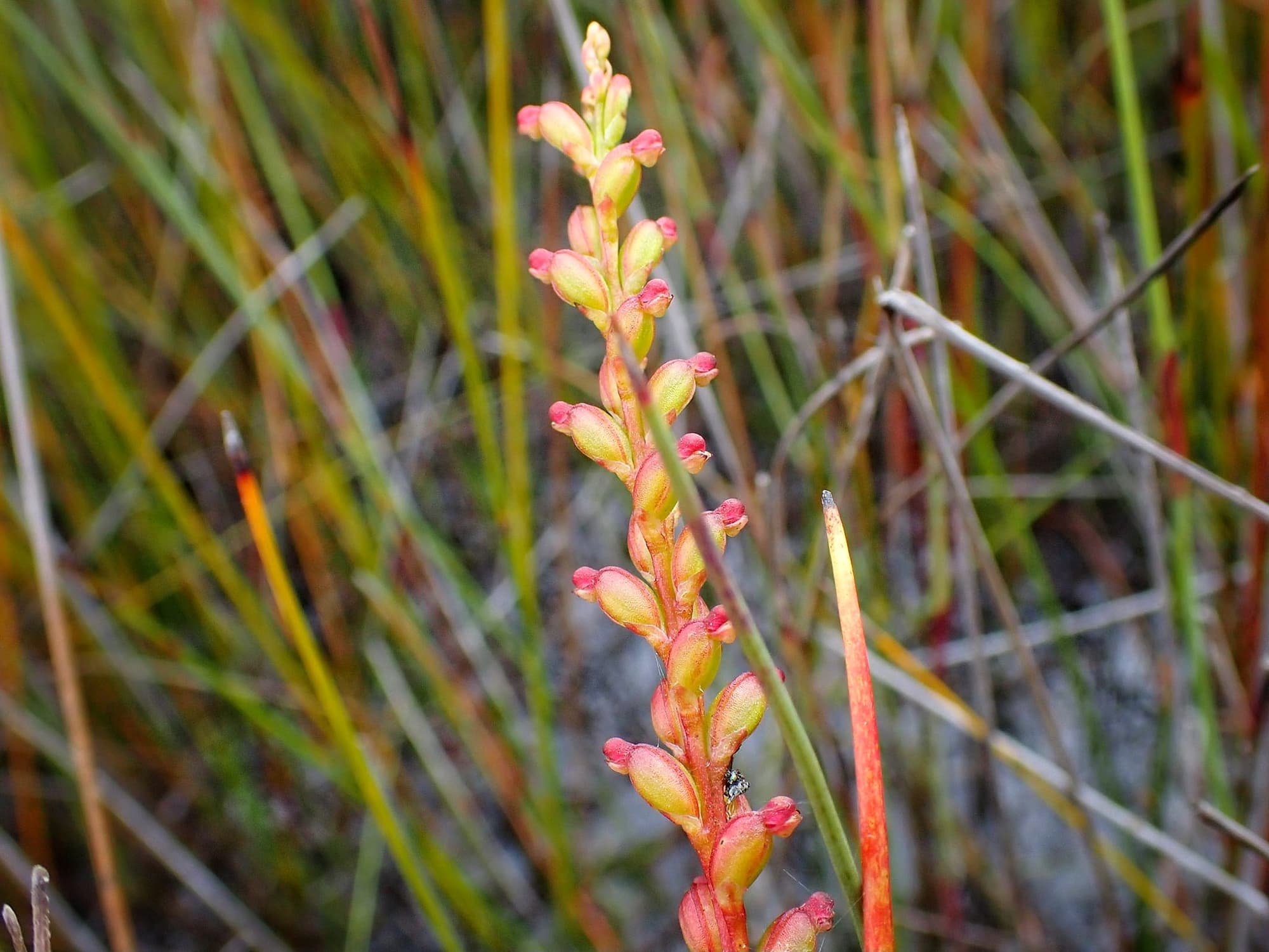 Microtis cupularis (Cupped Mignonette Orchid) – Ausemade