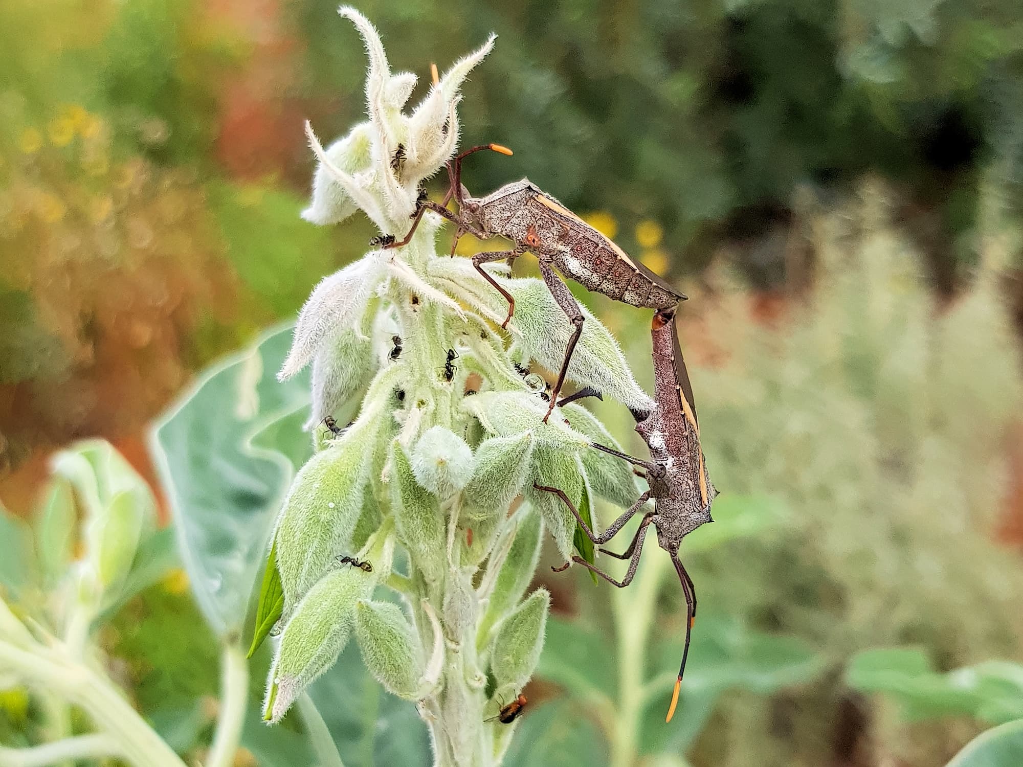 Mictis profana Mating – Ausemade