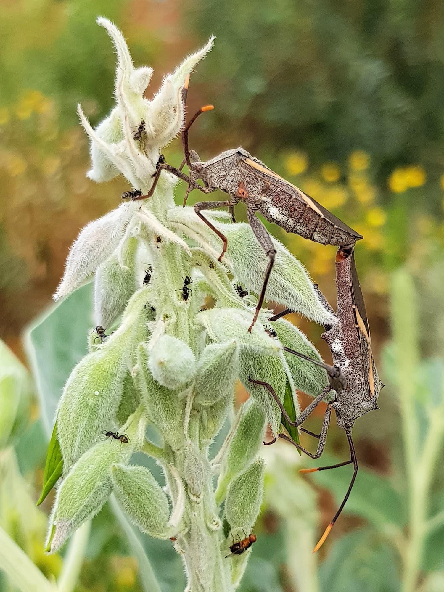 Mictis profana Mating – Ausemade