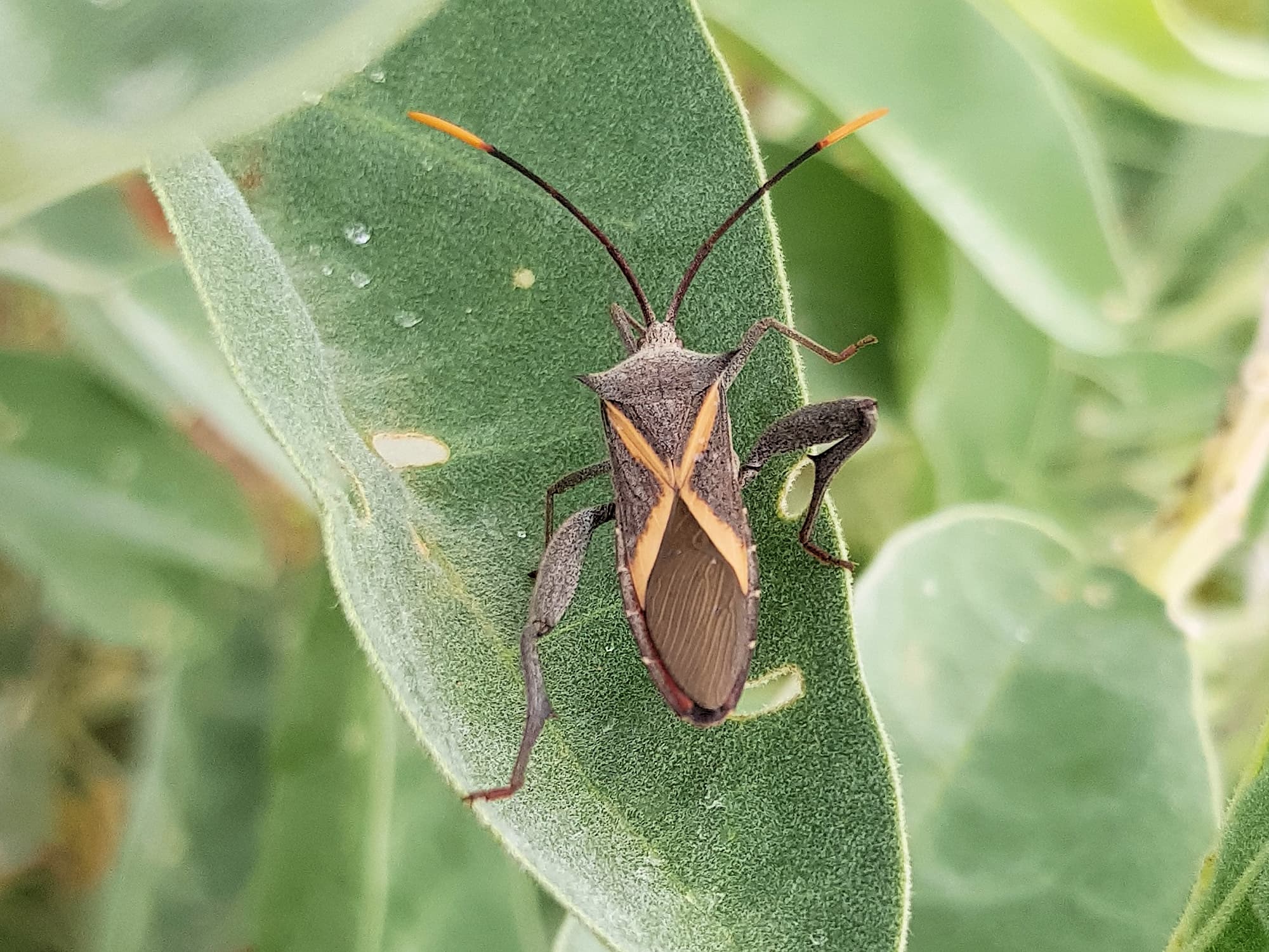 Mictis profana (Crusader Bug) – Ausemade