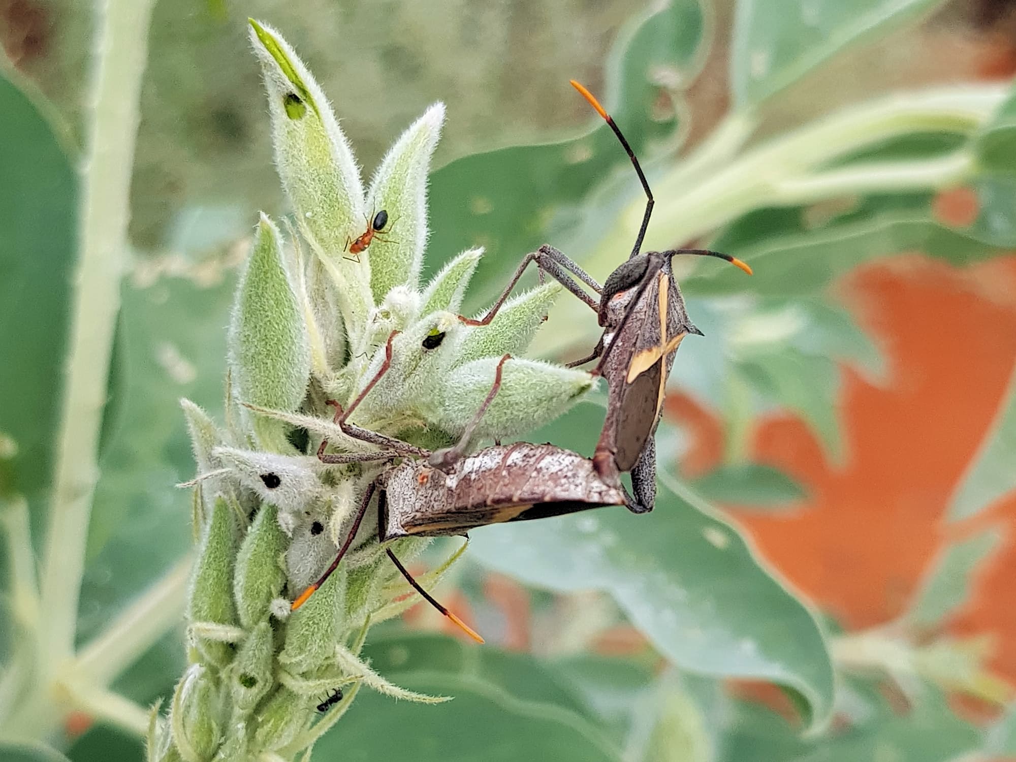 Crusader Bug (Mictis profana) – Ausemade