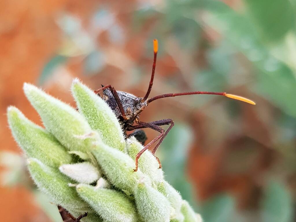 Heteroptera (True Bugs) – Ausemade
