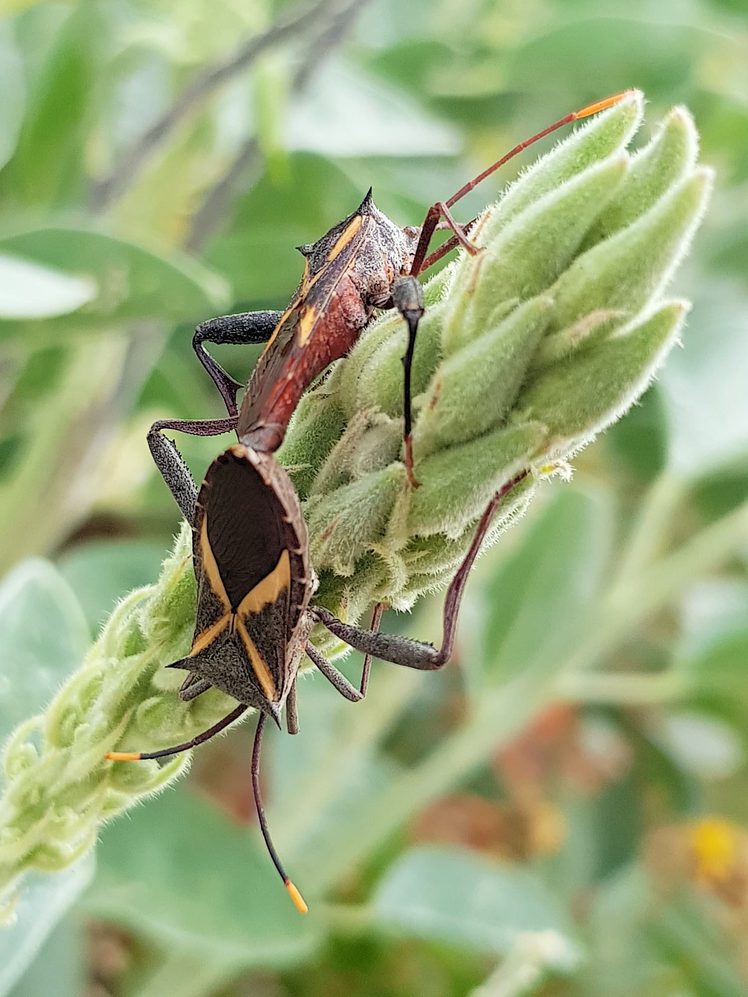 Mictis profana (Crusader Bug) – Ausemade