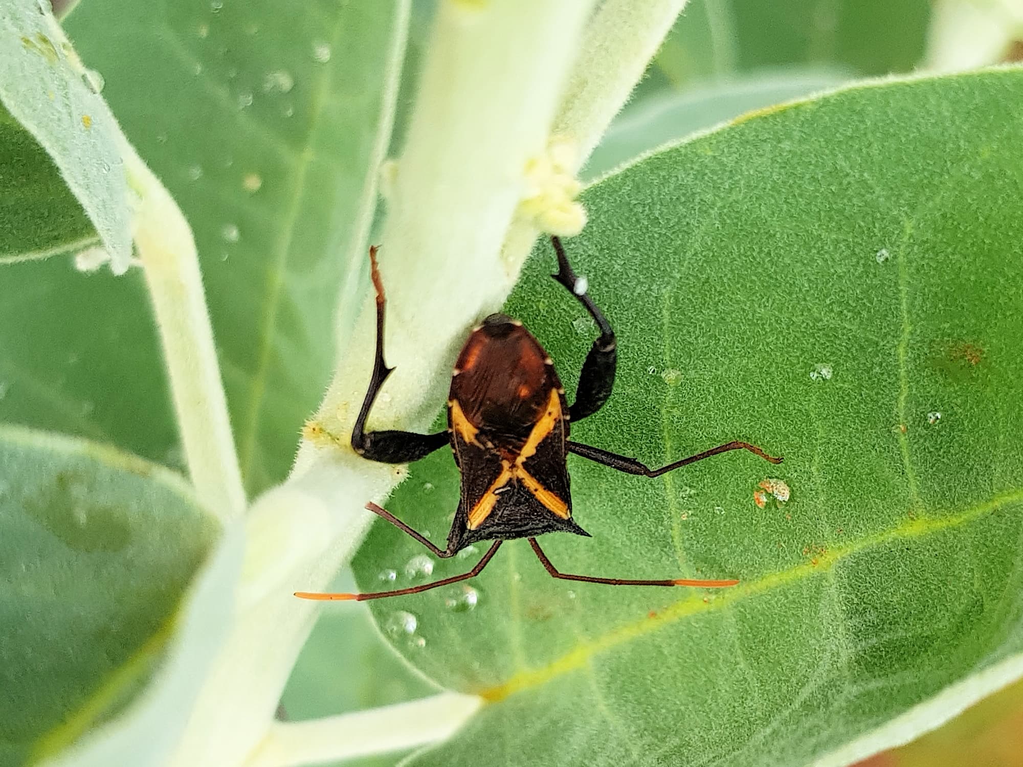 Crusader Bug (Mictis profana) – Ausemade