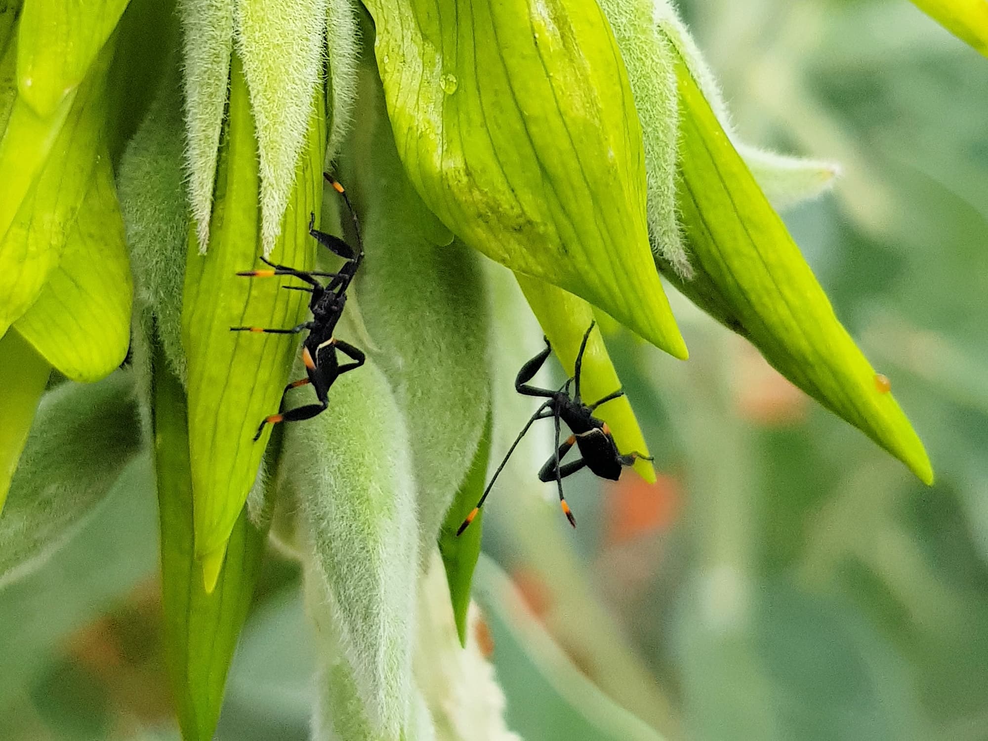 Mictis profana Nymph – Ausemade