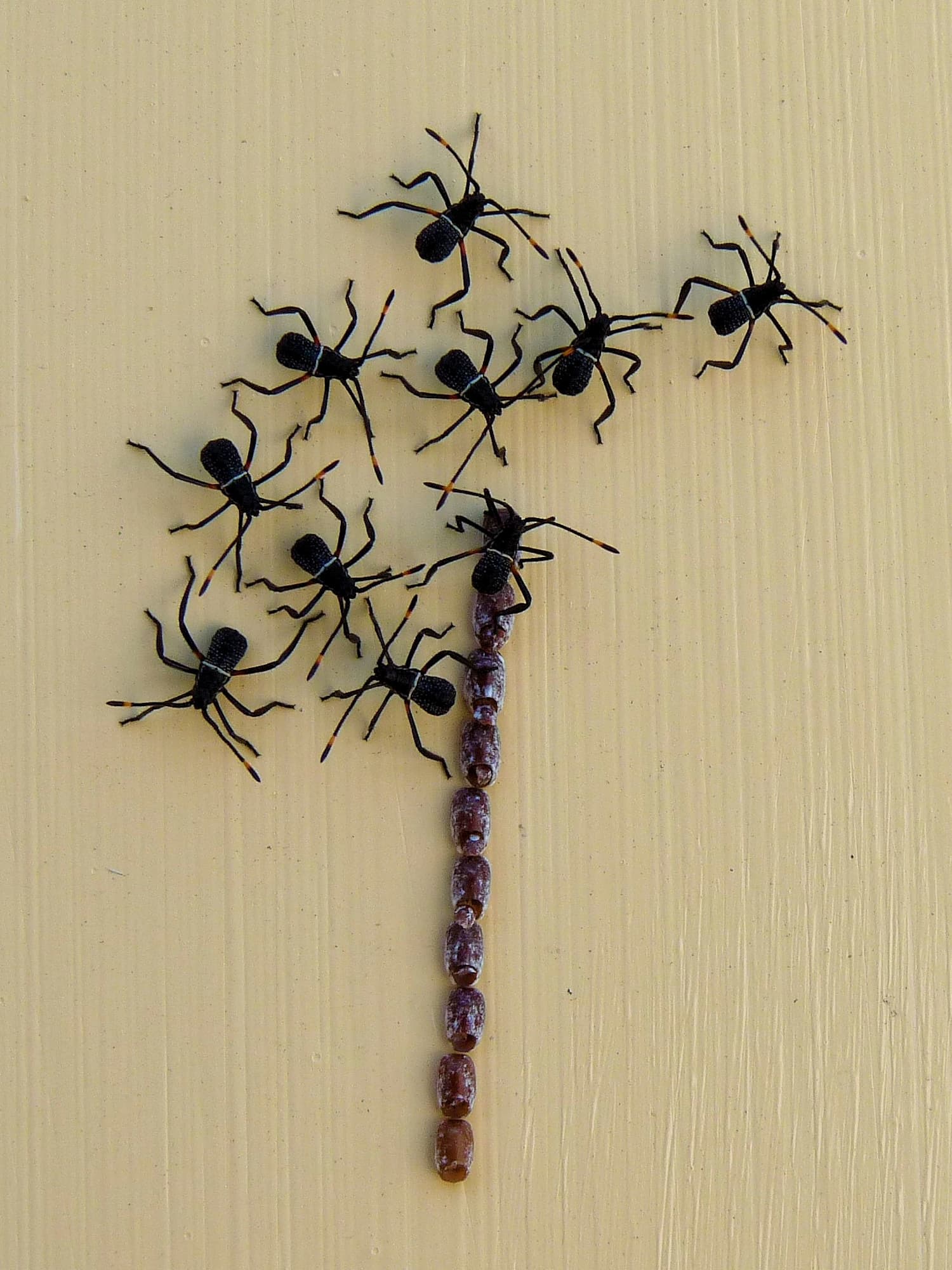 Mictis profana Nymph – Ausemade