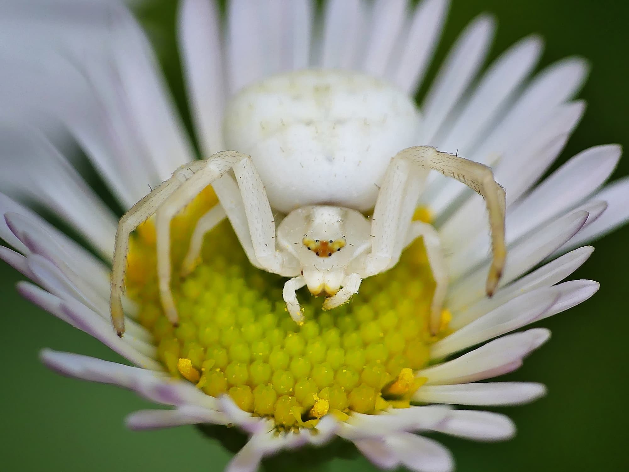 Milky Flower Spider (Zygometis xanthogaster) – Ausemade