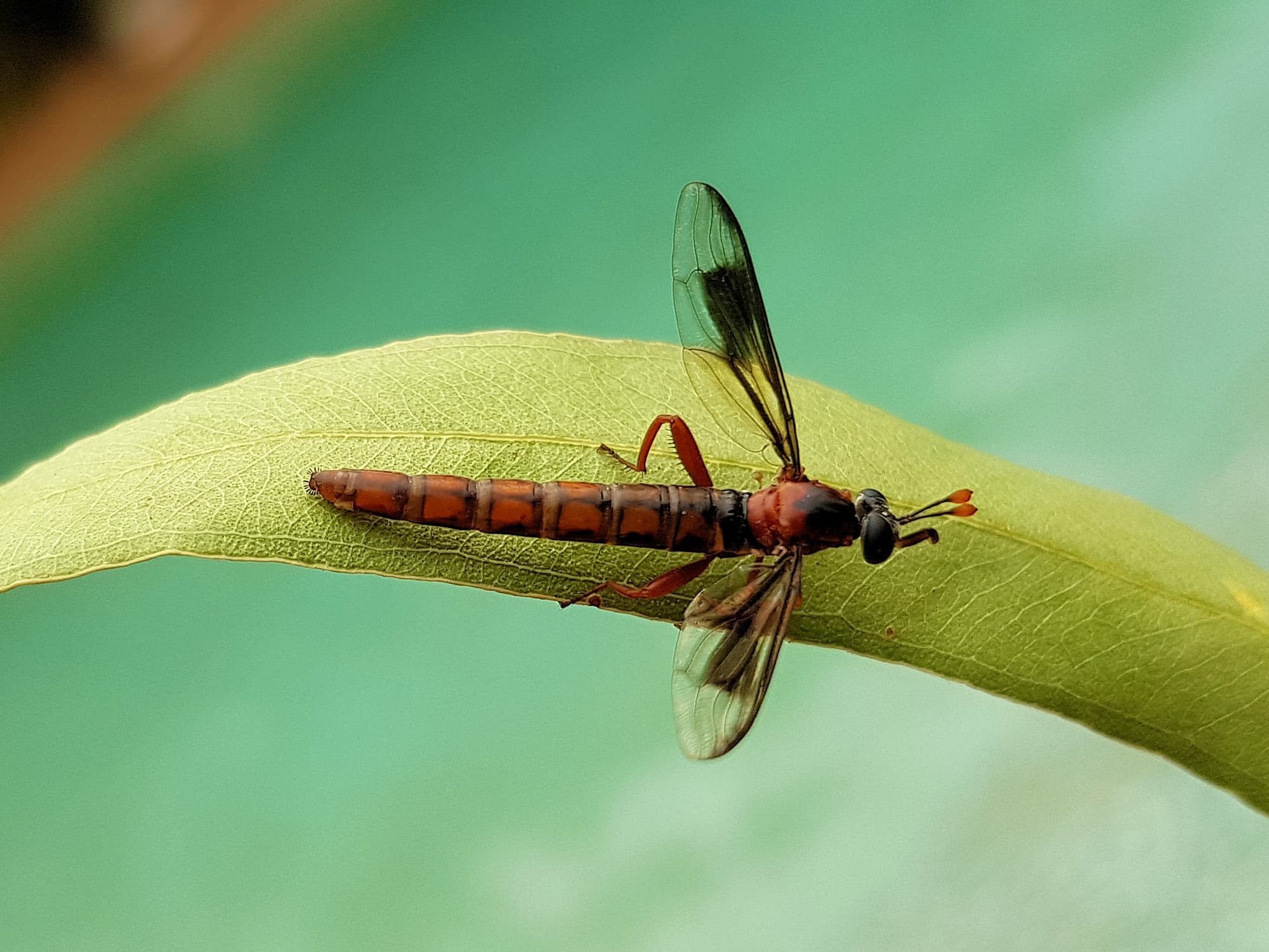 Mydas Fly, Miltinus sp – Ausemade