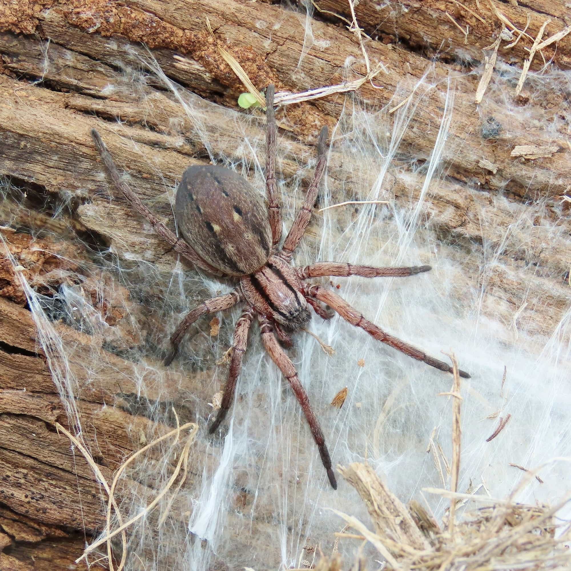 Miturga – Ausemade