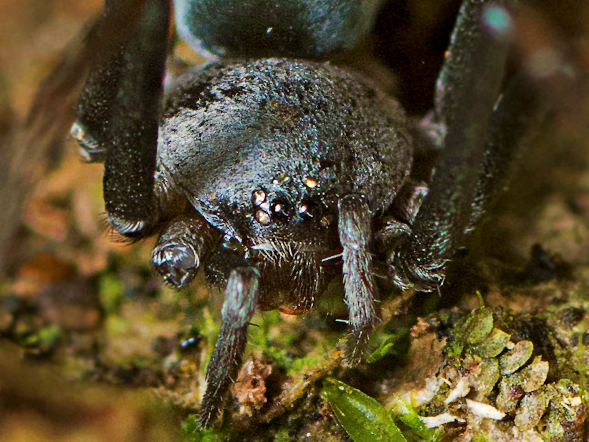 Molycria burwelli – Ausemade