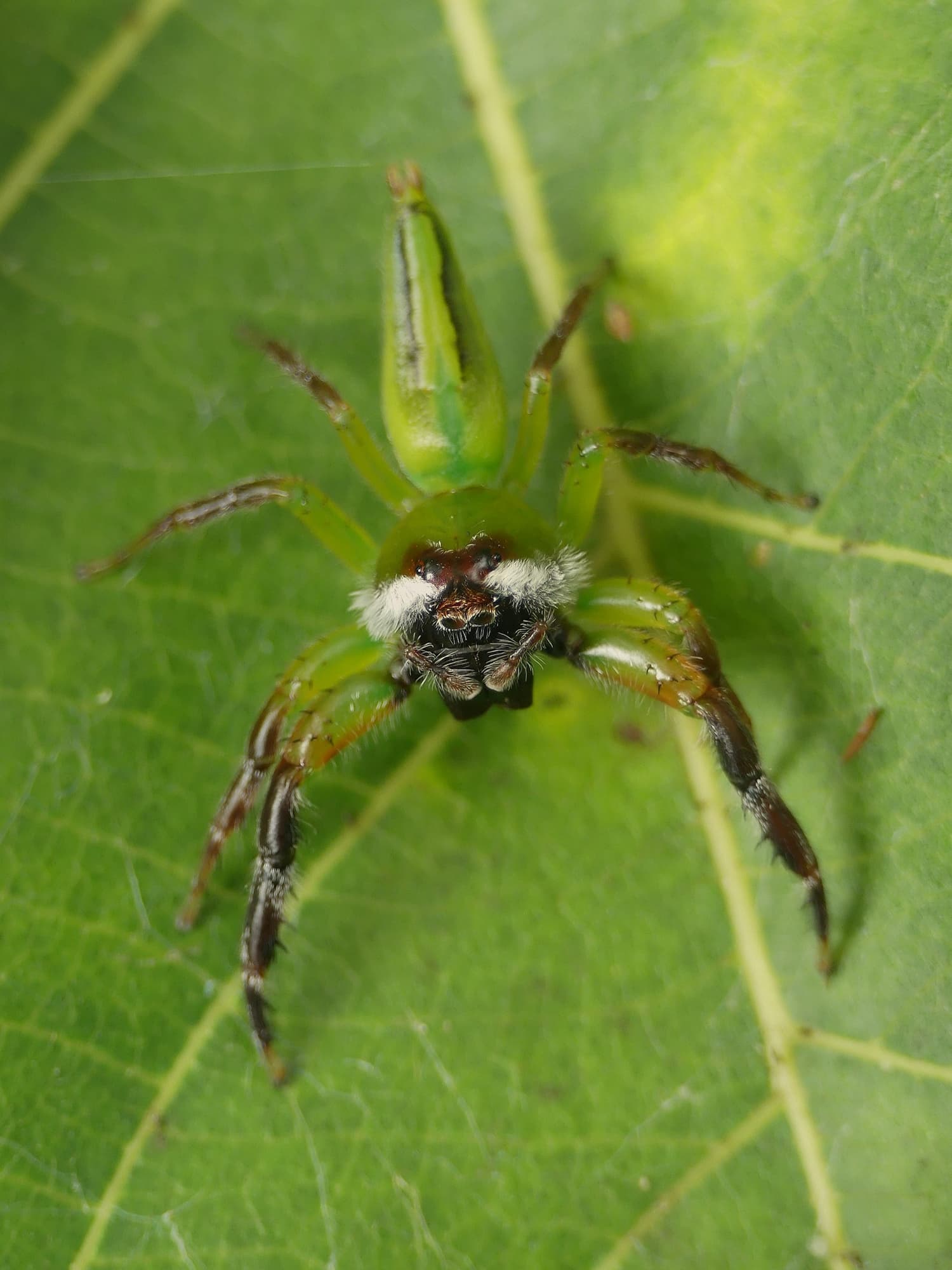 Mopsus mormon – Ausemade