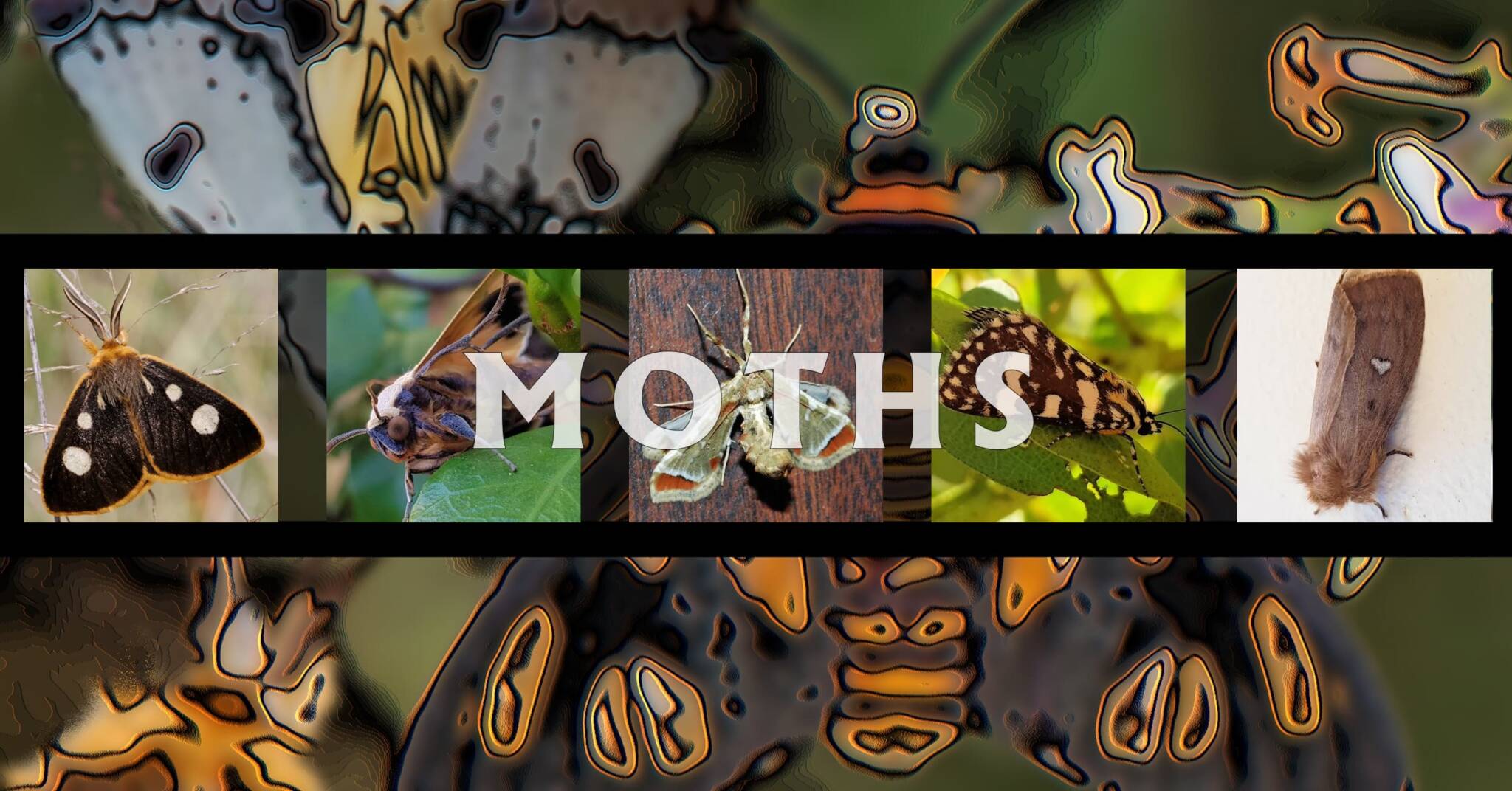 Moths Index – Ausemade