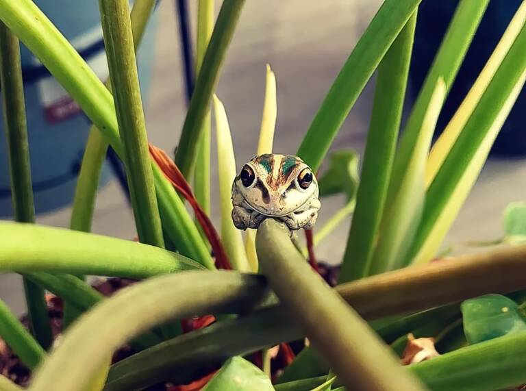 Motorbike Frog (Ranoidea moorei) – Ausemade