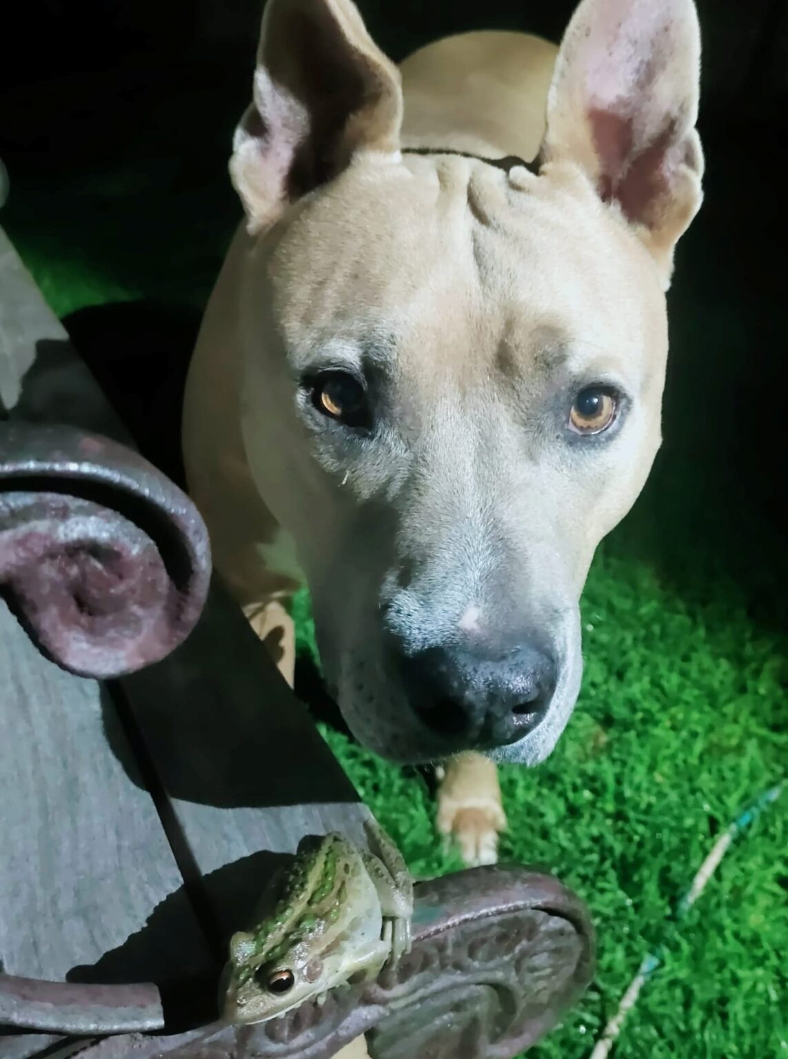 Motorbike Frog (Ranoidea moorei) – Ausemade