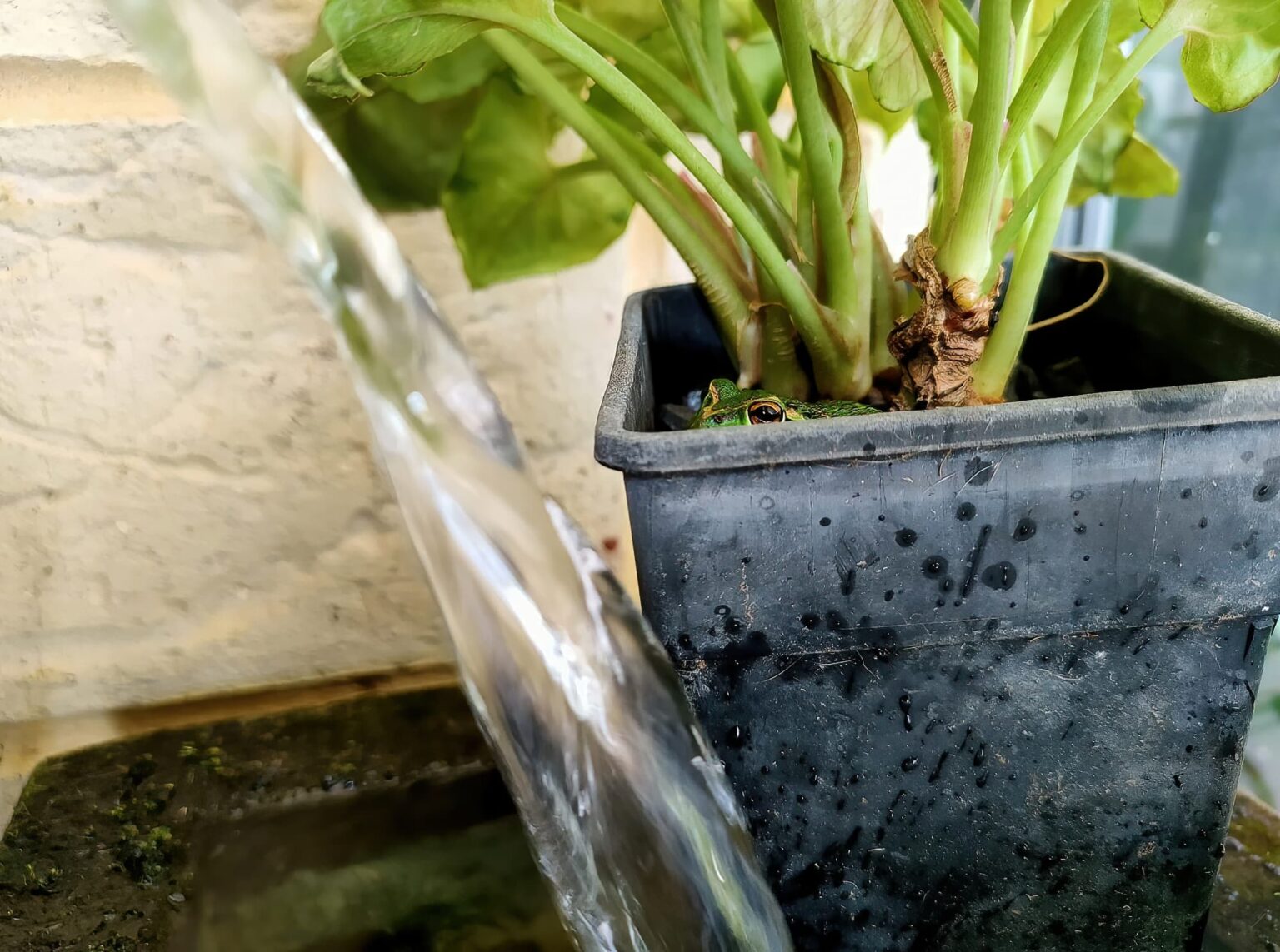 Motorbike Frog (Ranoidea moorei) – Ausemade