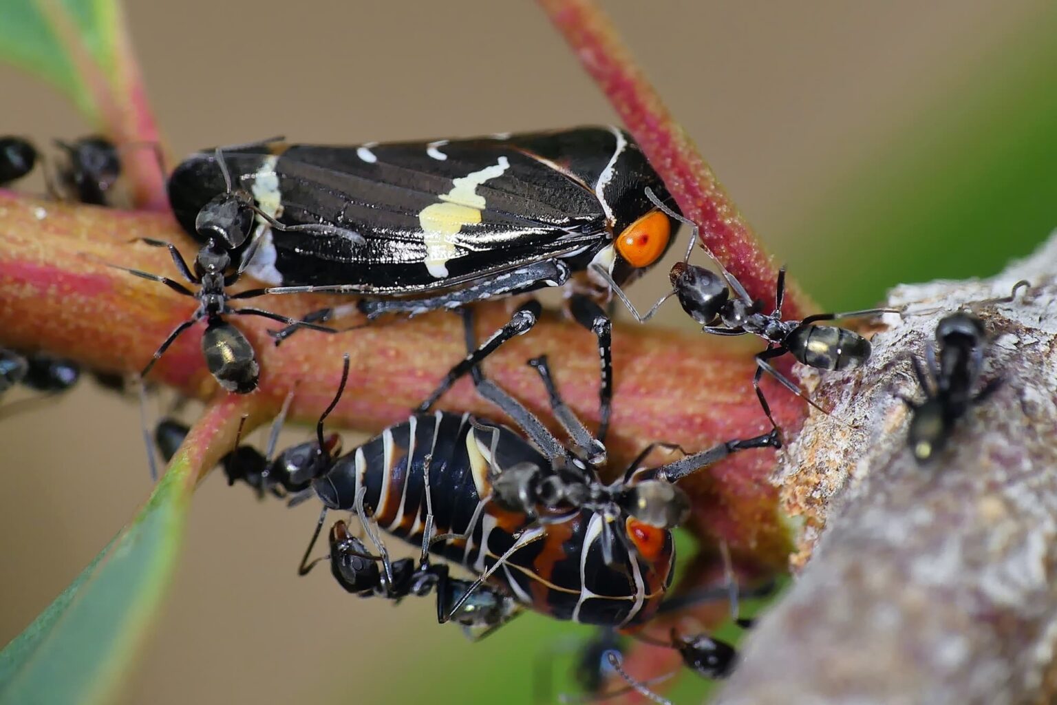 Membracoidea (Leafhoppers and Treehoppers) – Ausemade