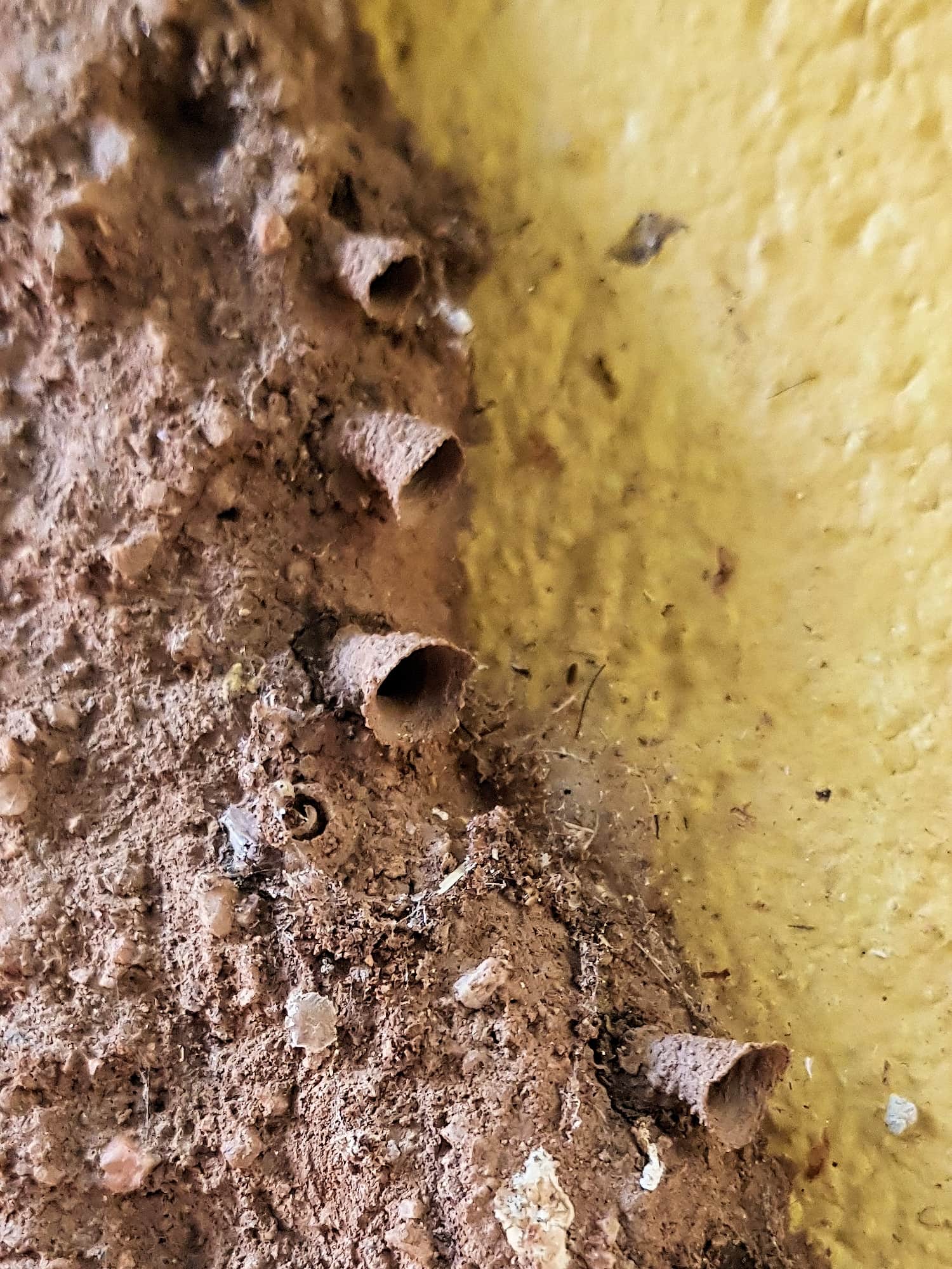 Mud Nests and Potter Wasps – Ausemade