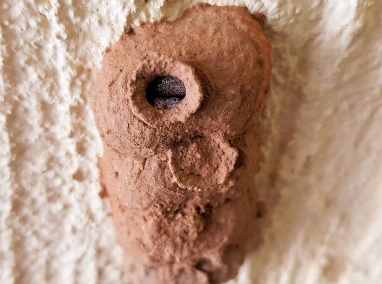 Potter Wasp – mud nest – Ausemade