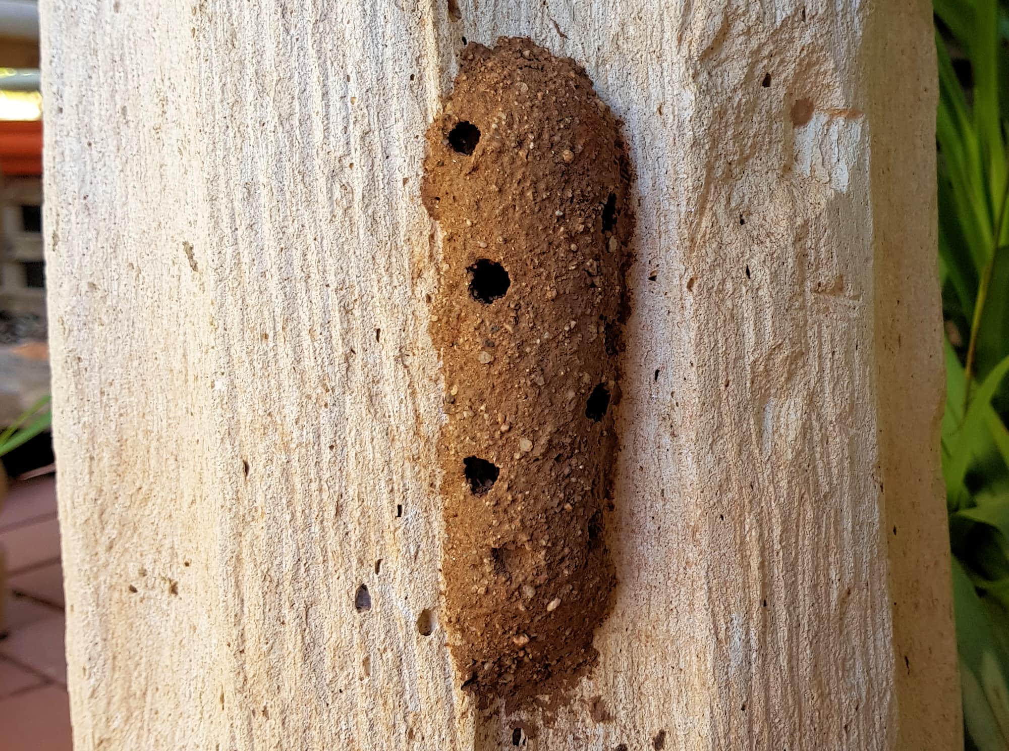 Potter Wasp – mud nest – Ausemade