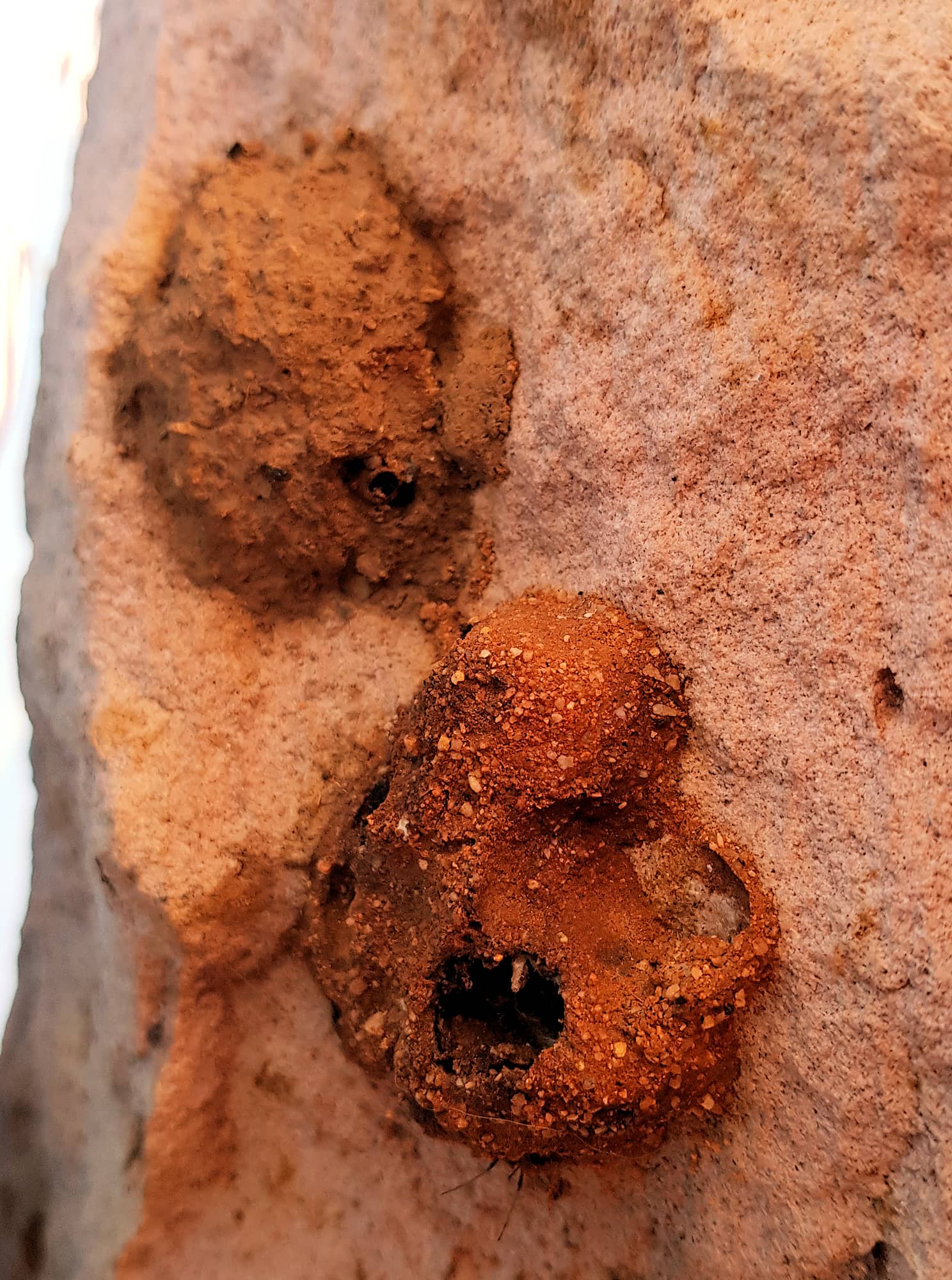 Potter Wasp – mud nest – Ausemade