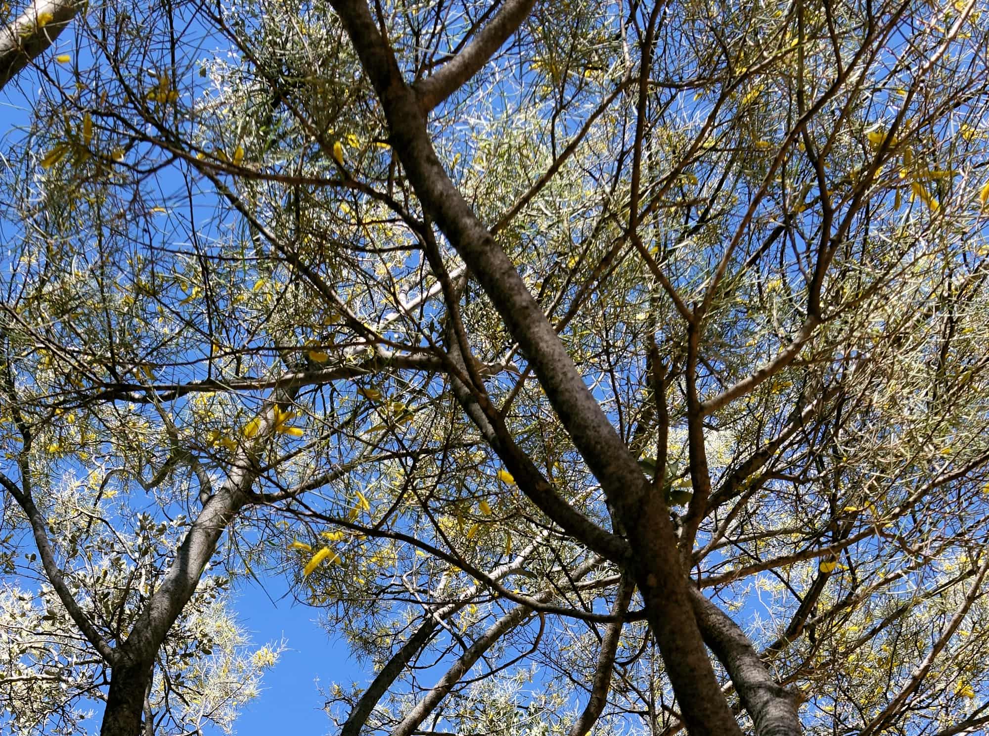 Mulga – Ausemade