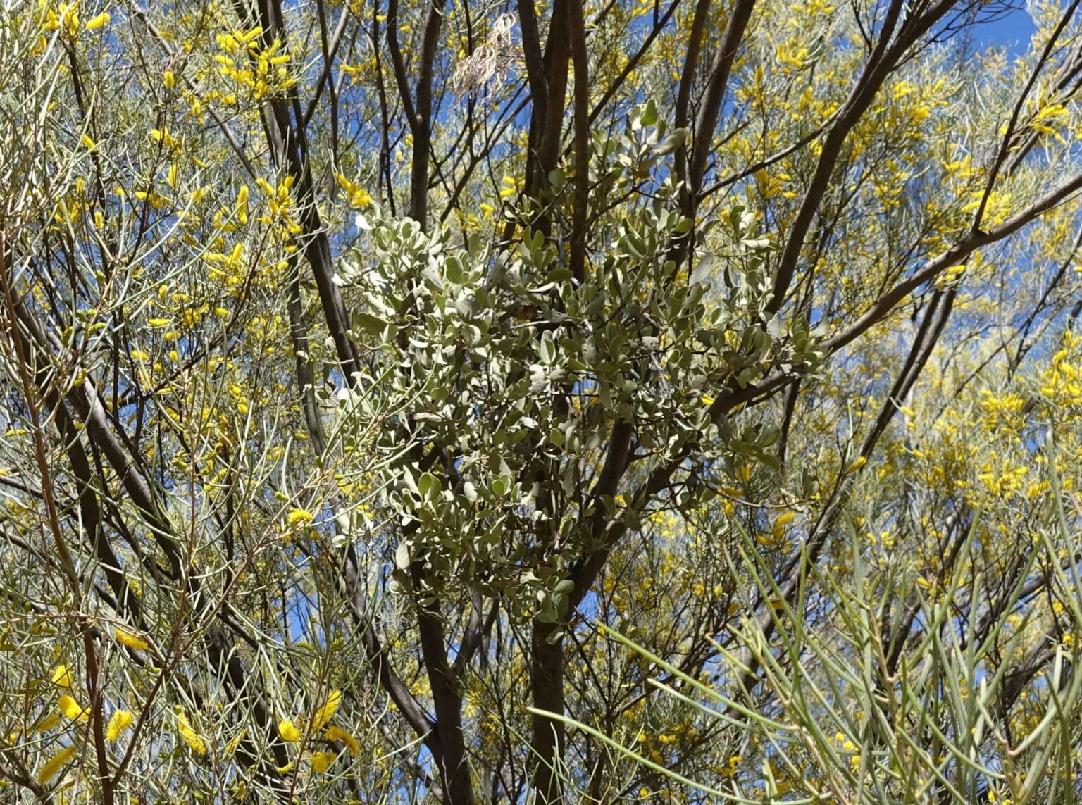 Mulga – Ausemade