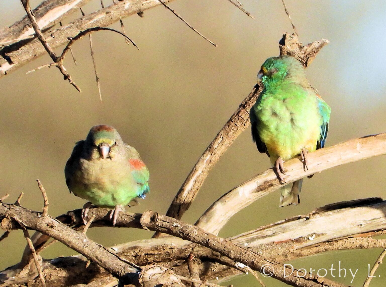Mulga Parrot – Ausemade